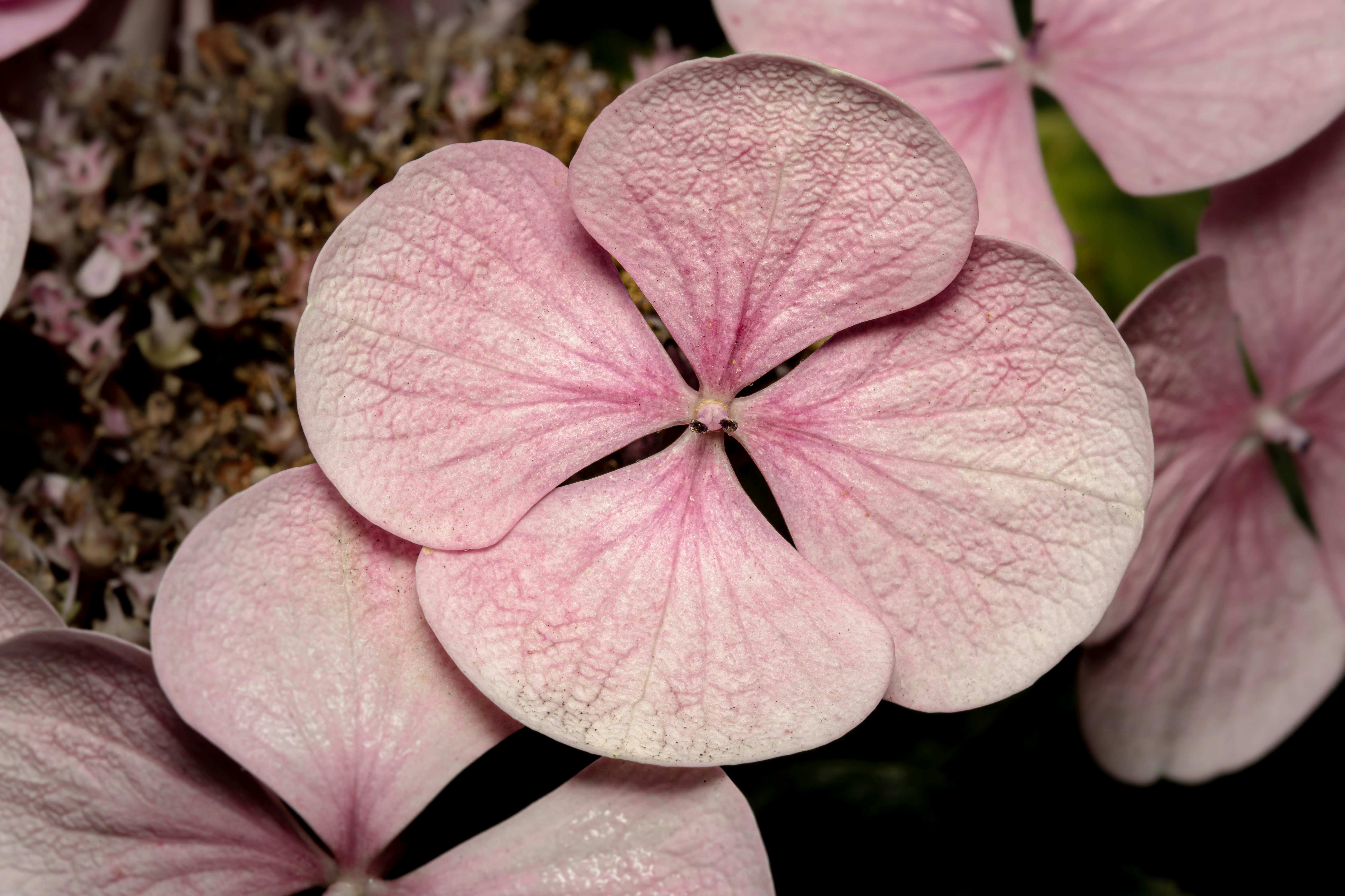 Soft Pink Hydrangea Bloom: Close-Up of Gentle Veins and Petal Texture