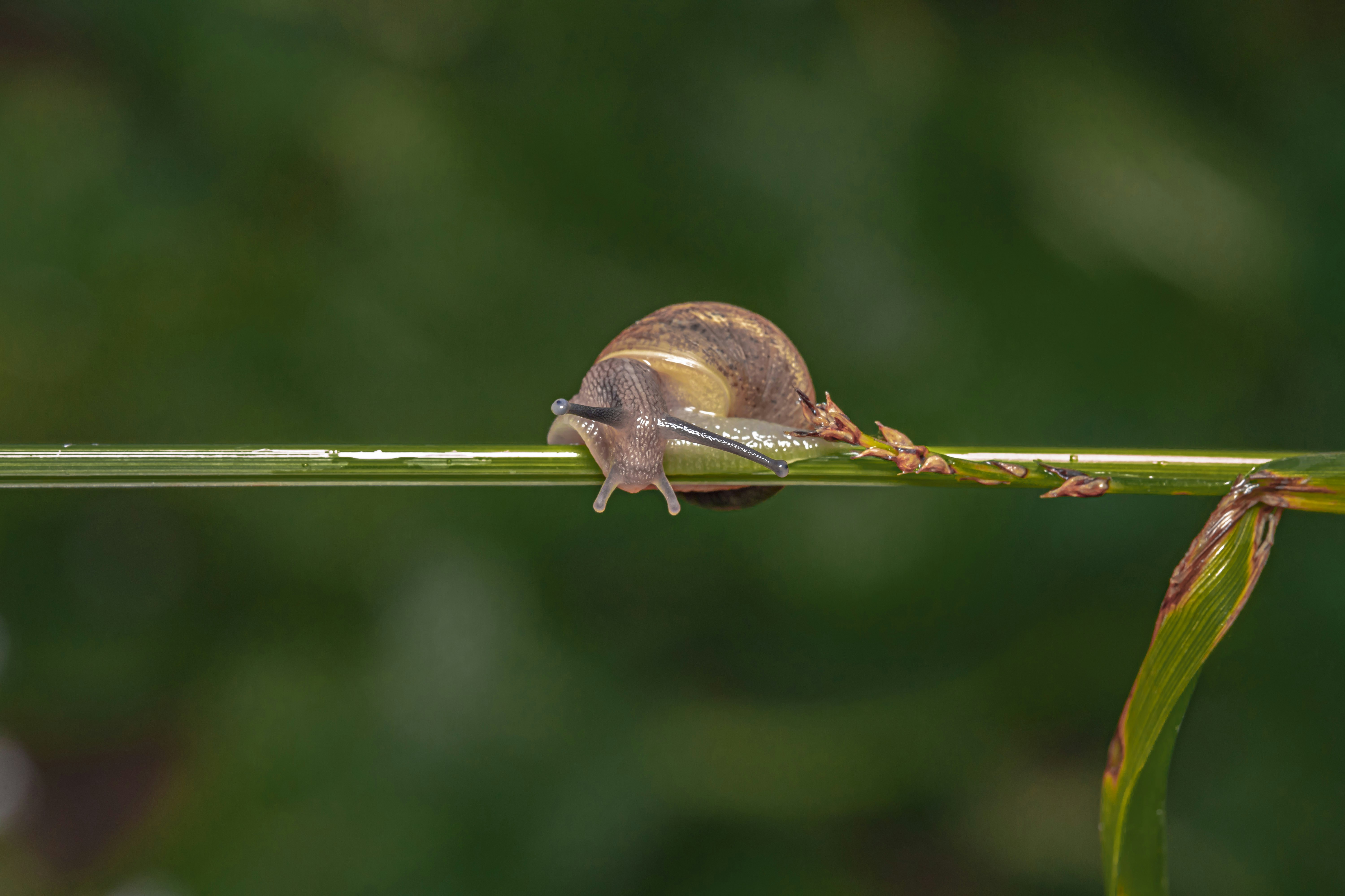 Delicate Hopper on a Glassy Twig
