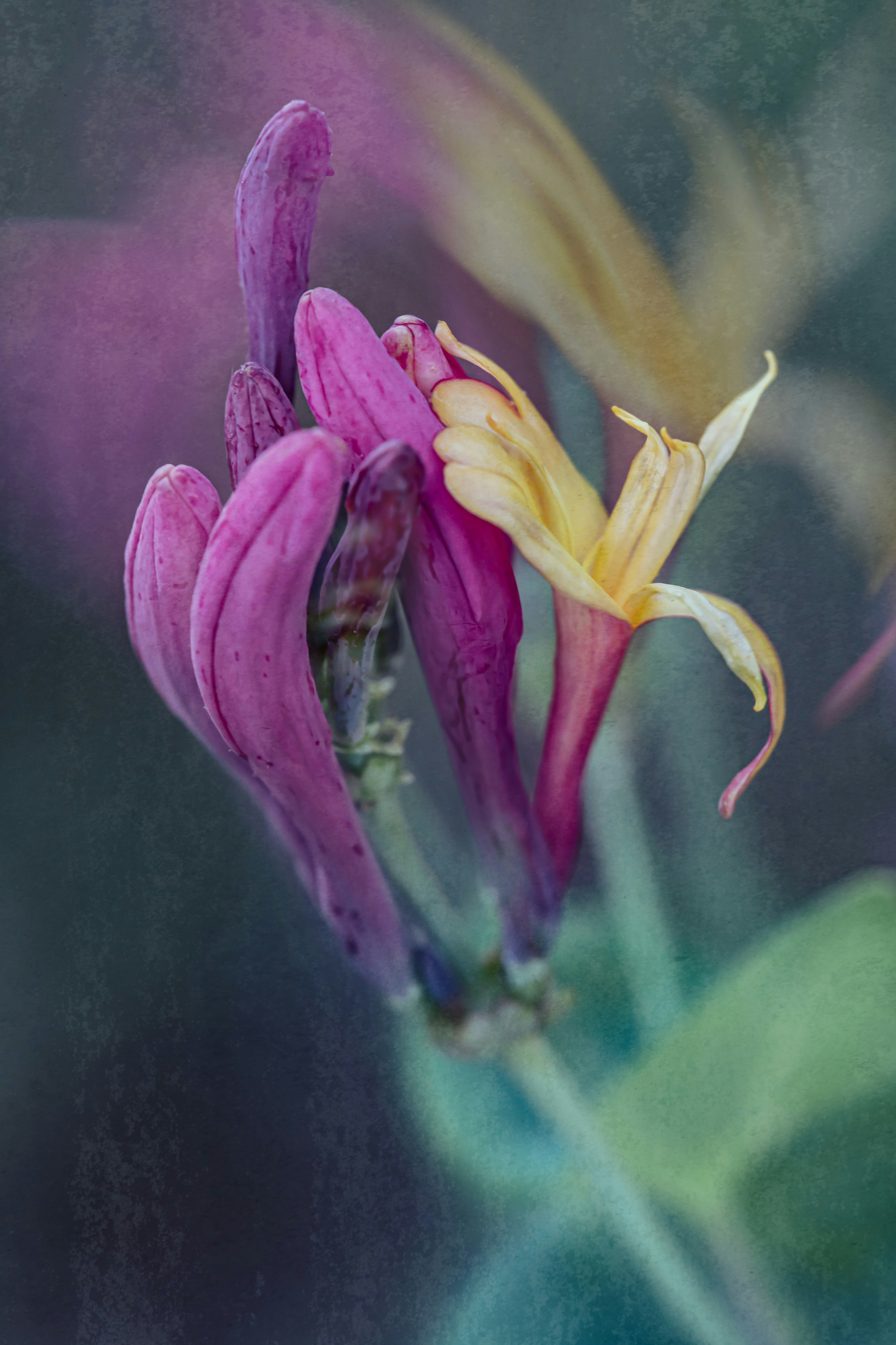 Petals in Focus: A Neon Bloom Emerges from Haze