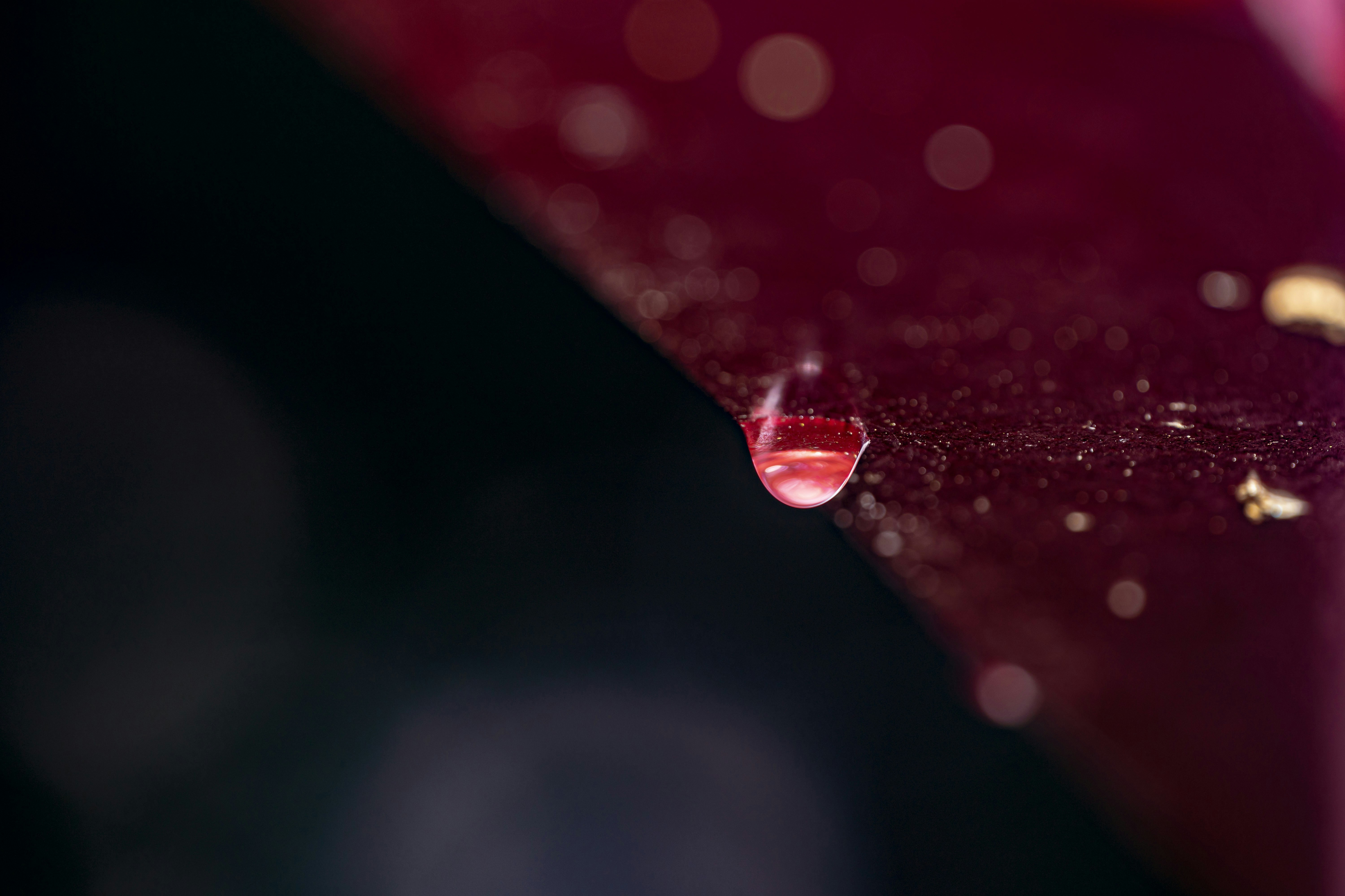 Single Droplet at Edge: A Macro Moment on a Deep Red Petal