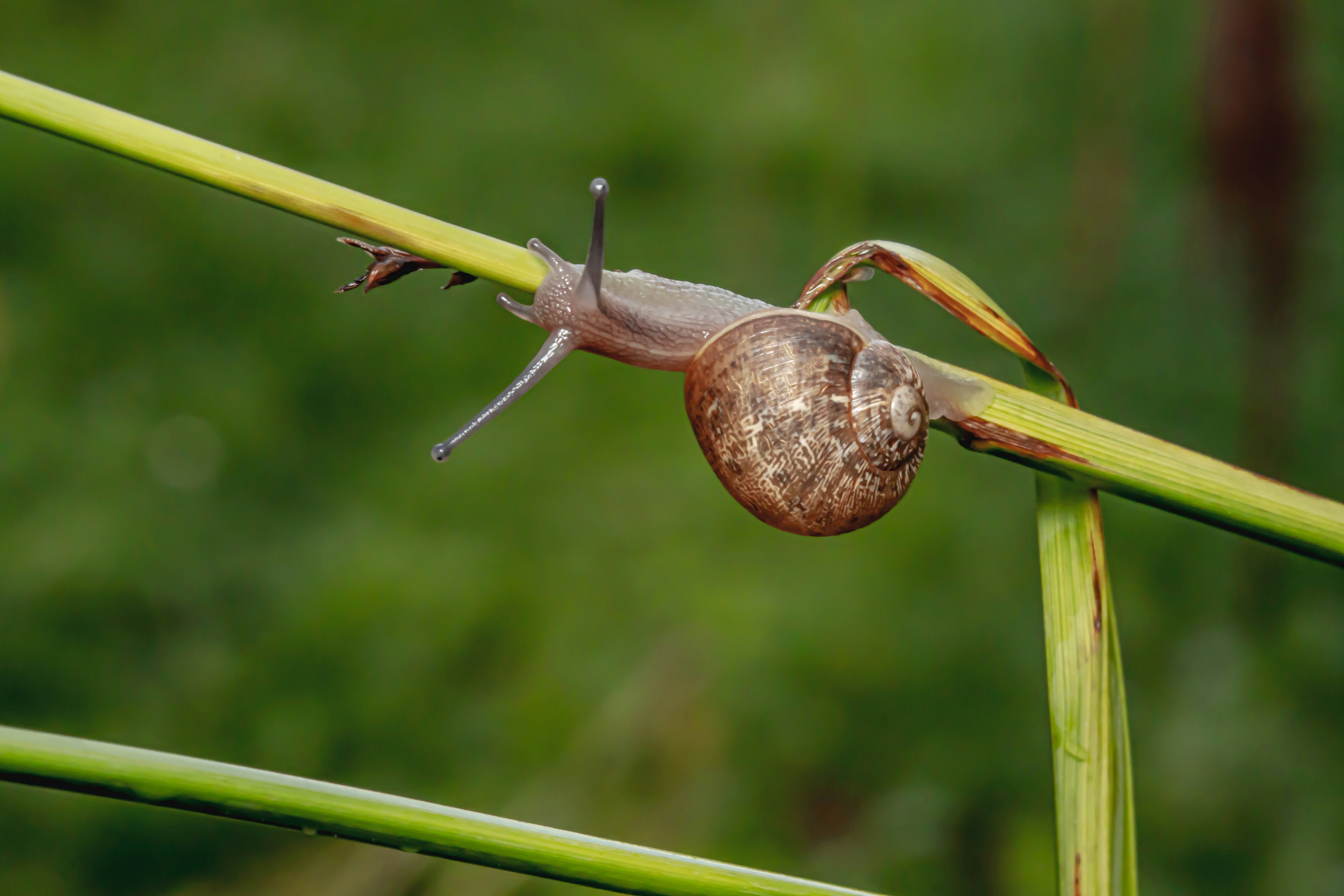Slow Climb: A snail Traverses a Green Reed