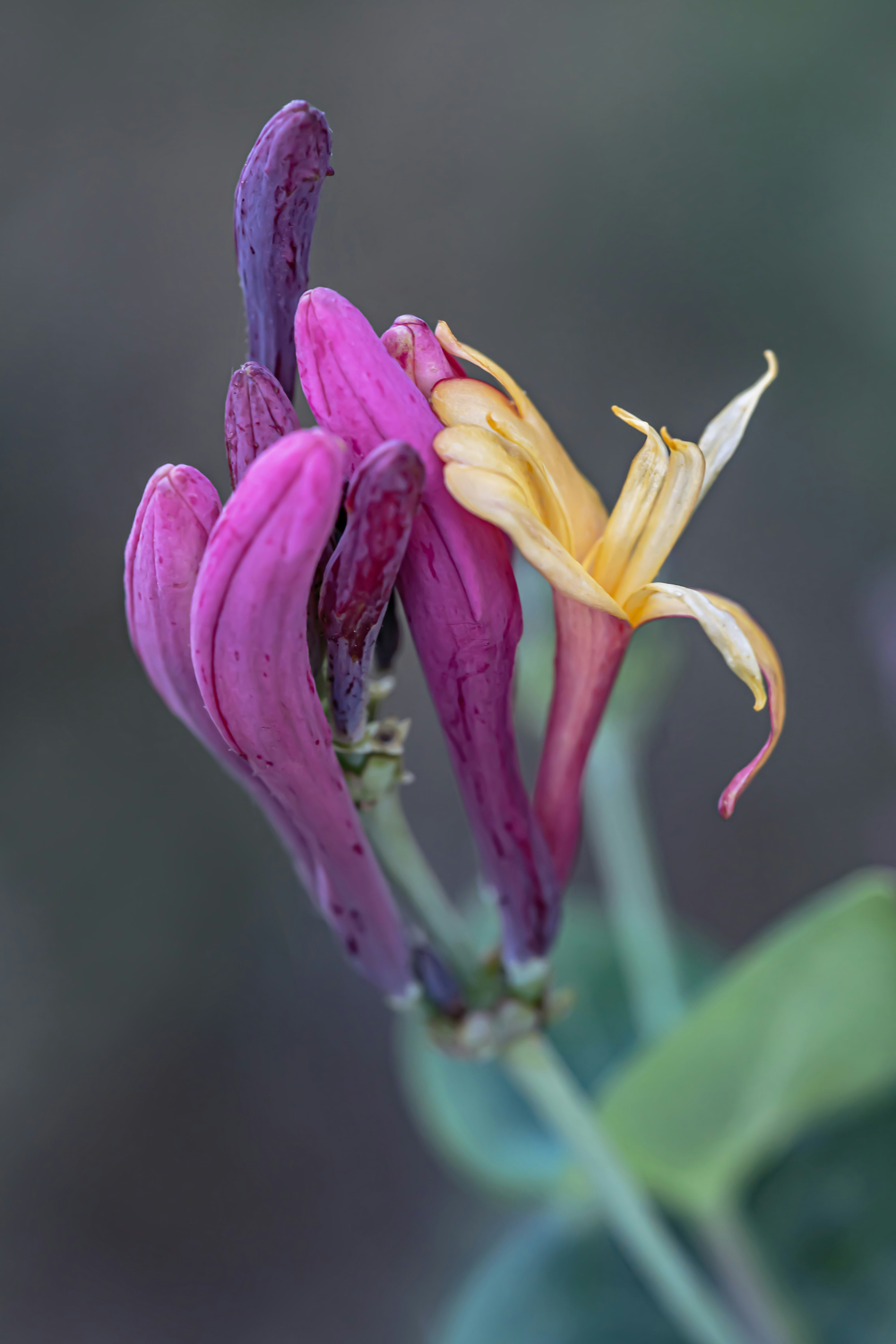 Vibrant Bloom: Close-up of Lavender-Puchsia Buds Meeting a Golden Tendril