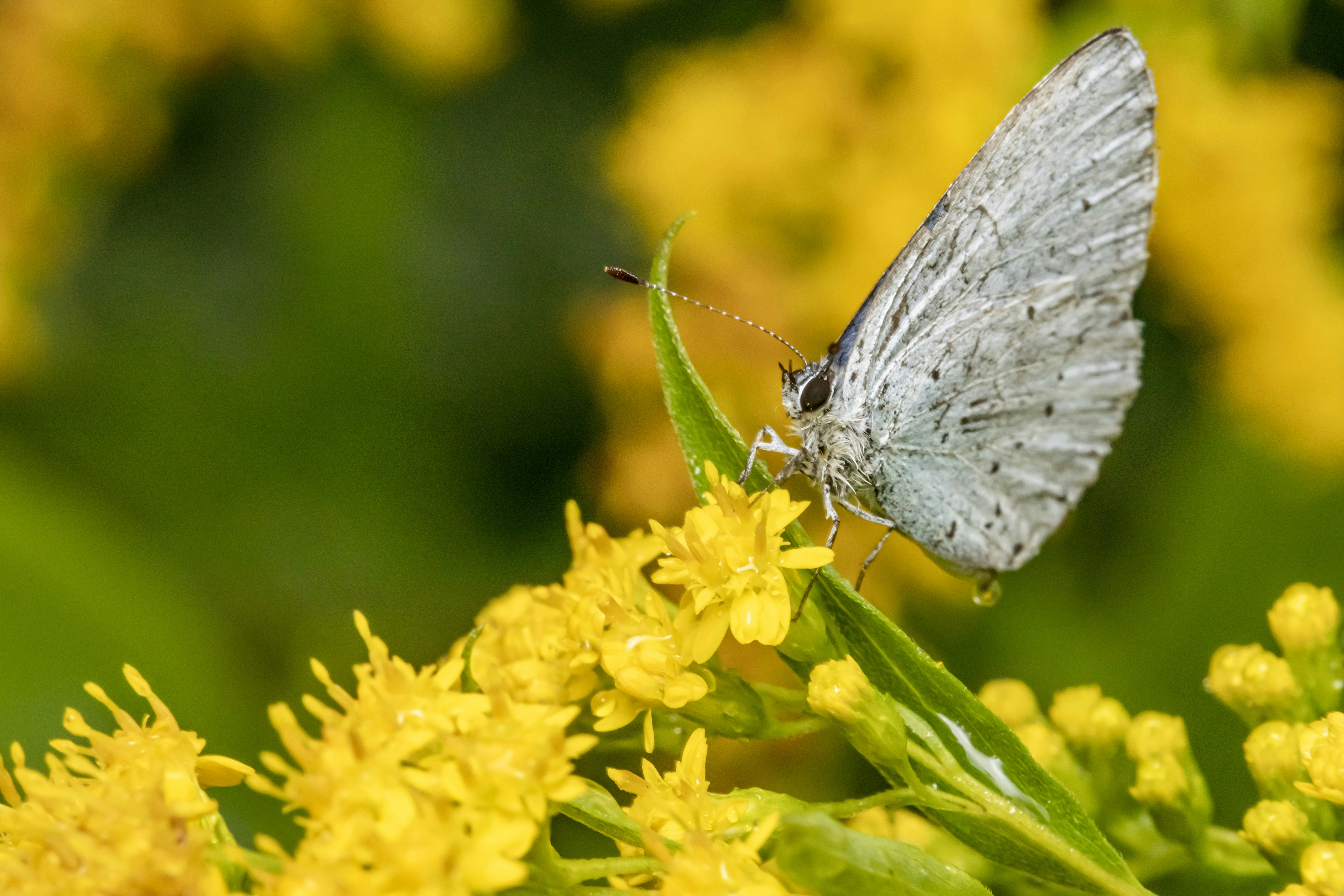 New-mown Spotlight: a delicate butterfly on golden blooms