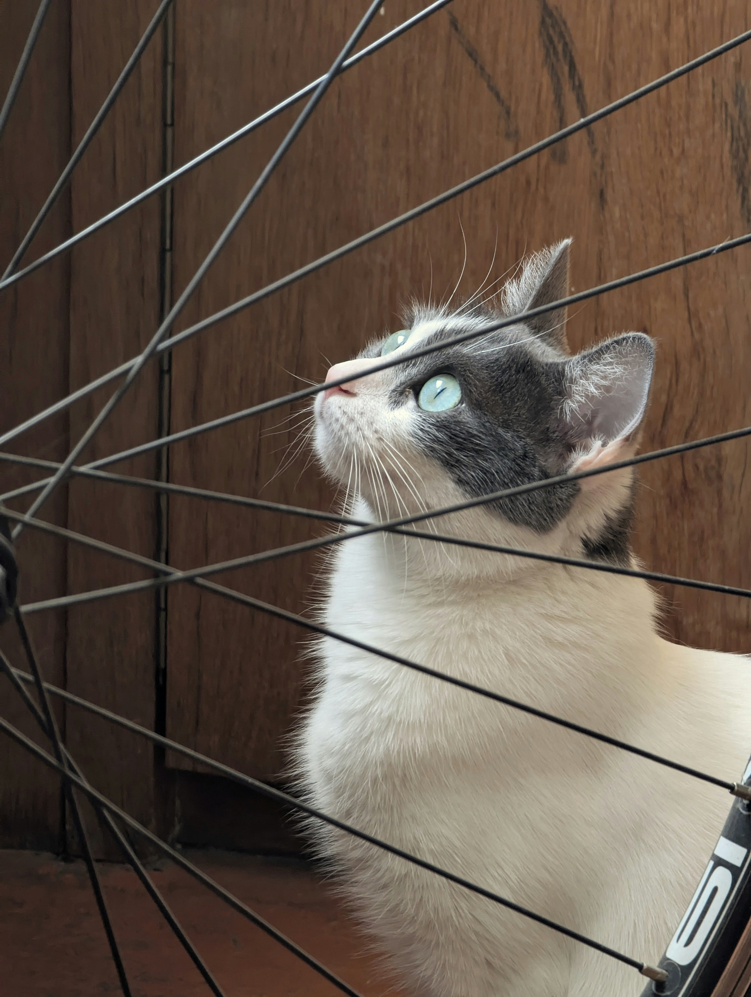 Curious Cat Peering Up Through Wireless Lines