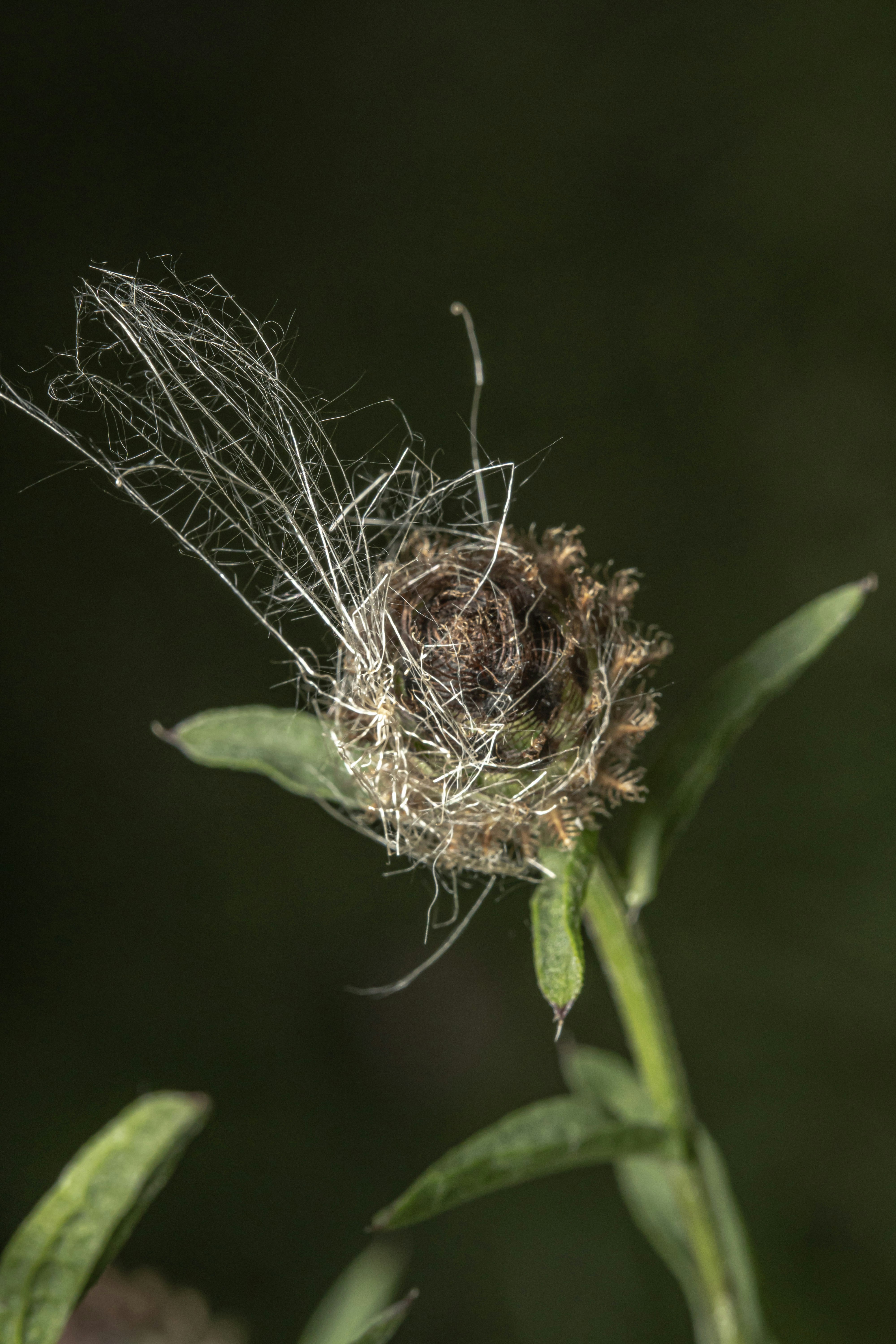 Withered Bloom: a Silhouette of Fibrous Seed Tufts