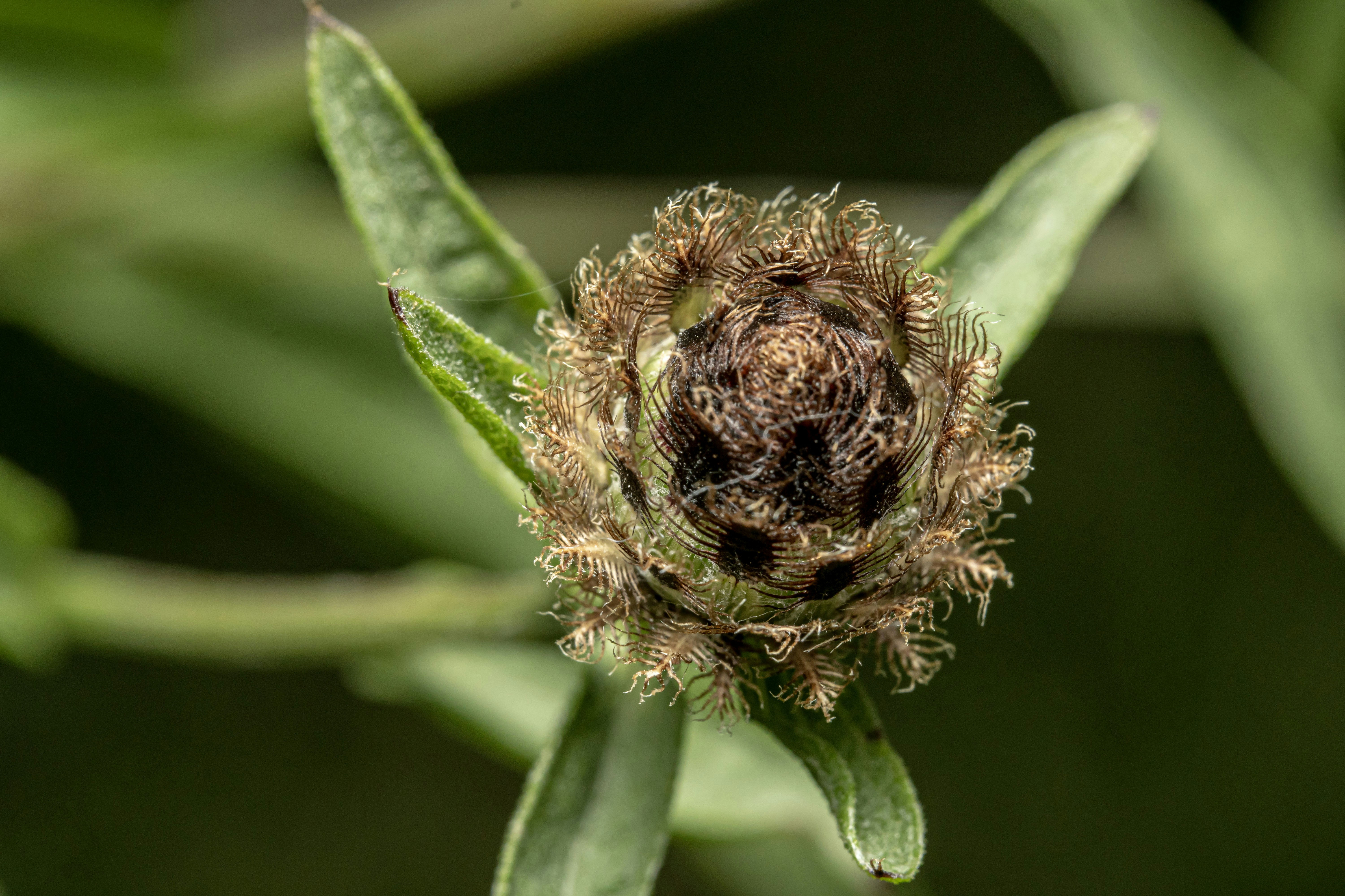 Macro Bloom: A Spiny Seed Head Facing the Light