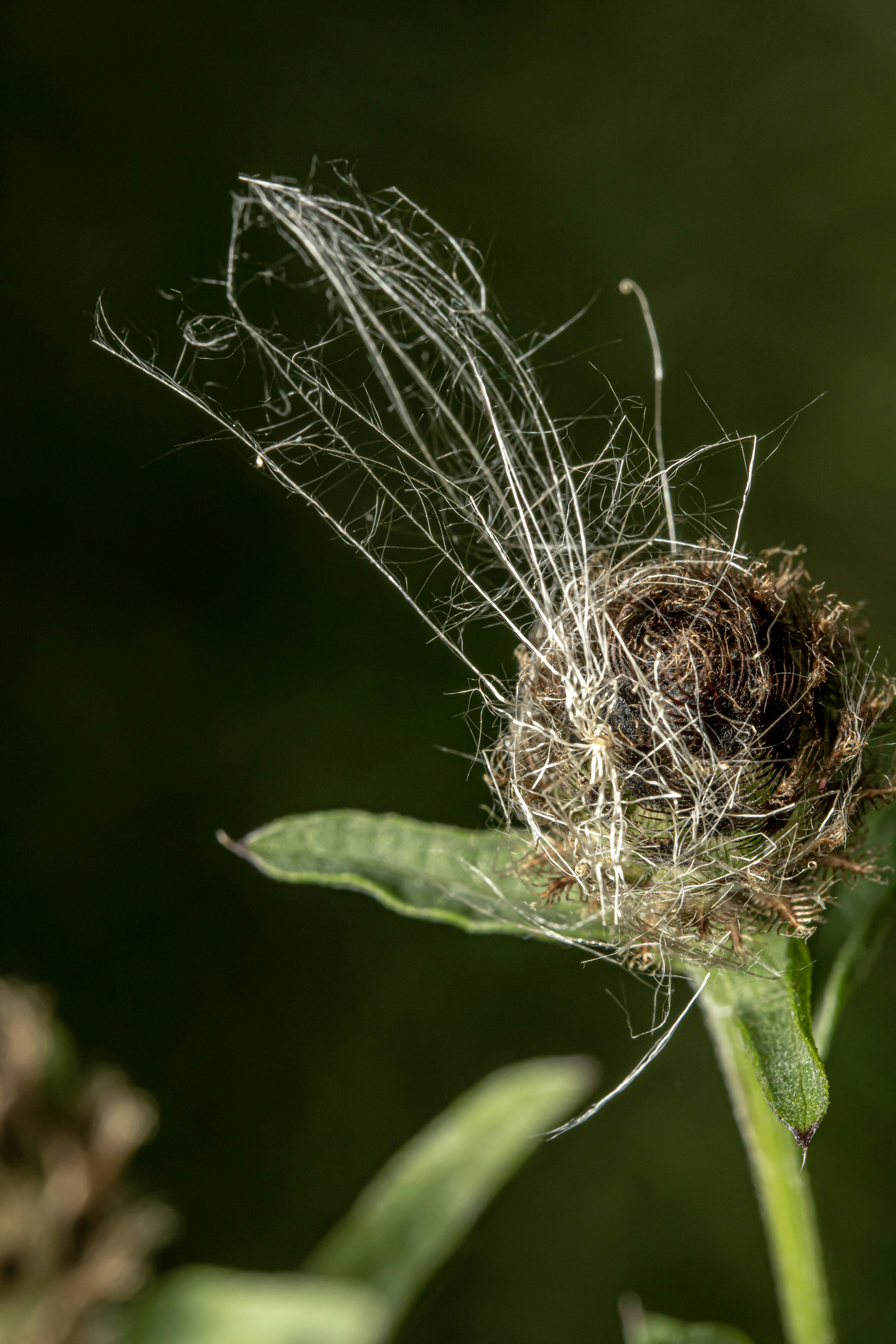 Whorl of Silk: A Dandelion Seed Spiral in Late Light