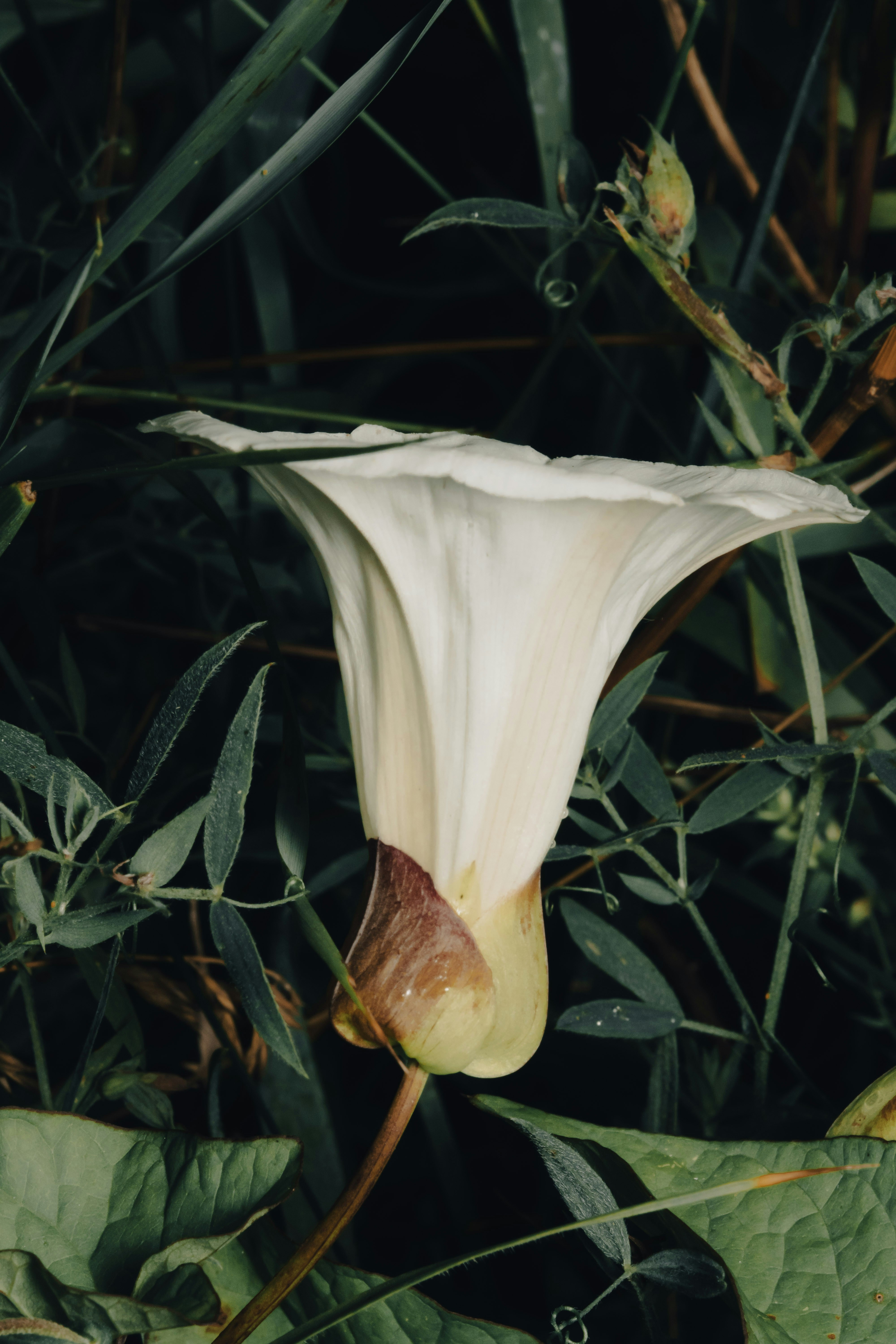 White trumpet lily unfurling among shadowed vines