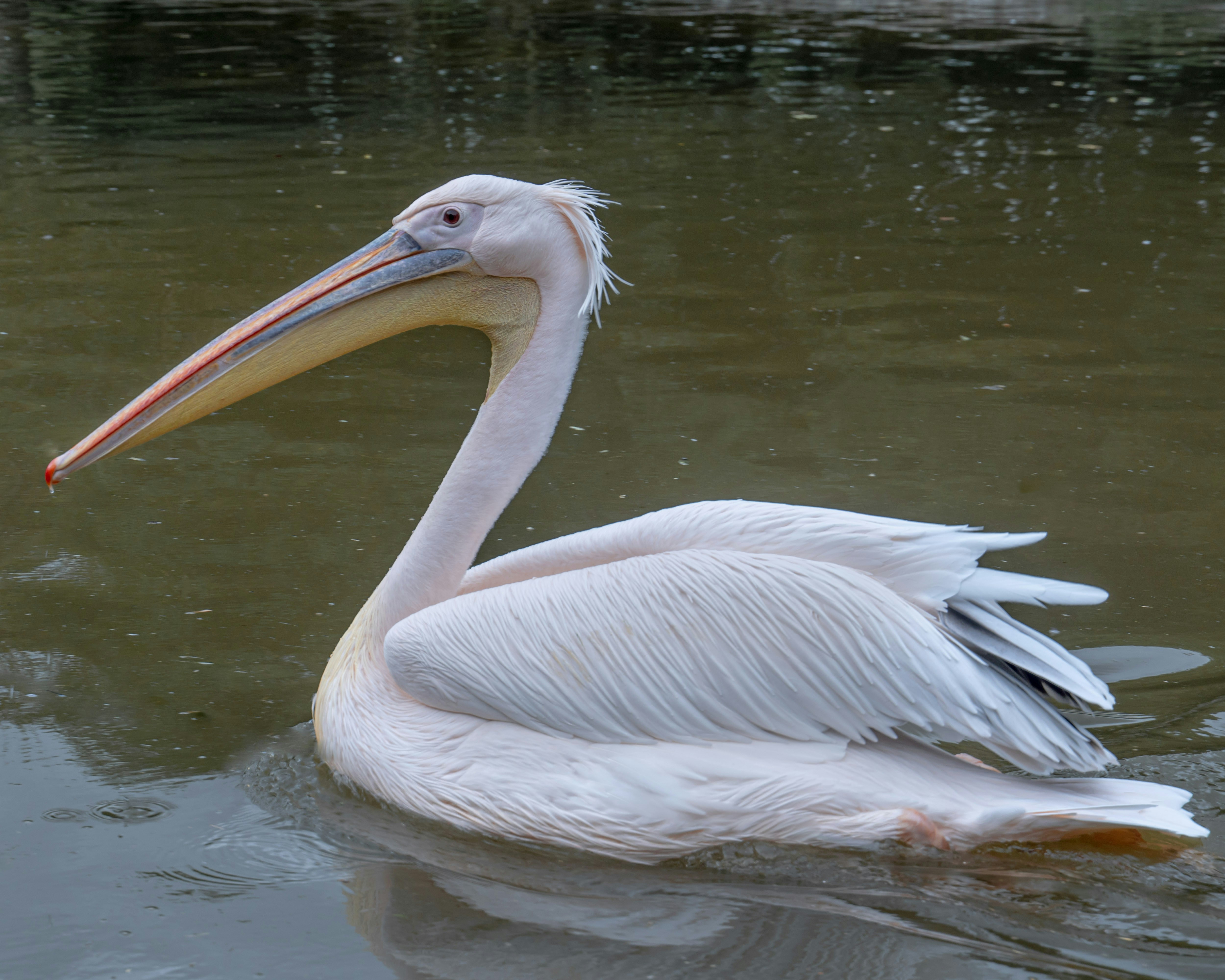 Graceful Pelican on a Quiet Morning Pond