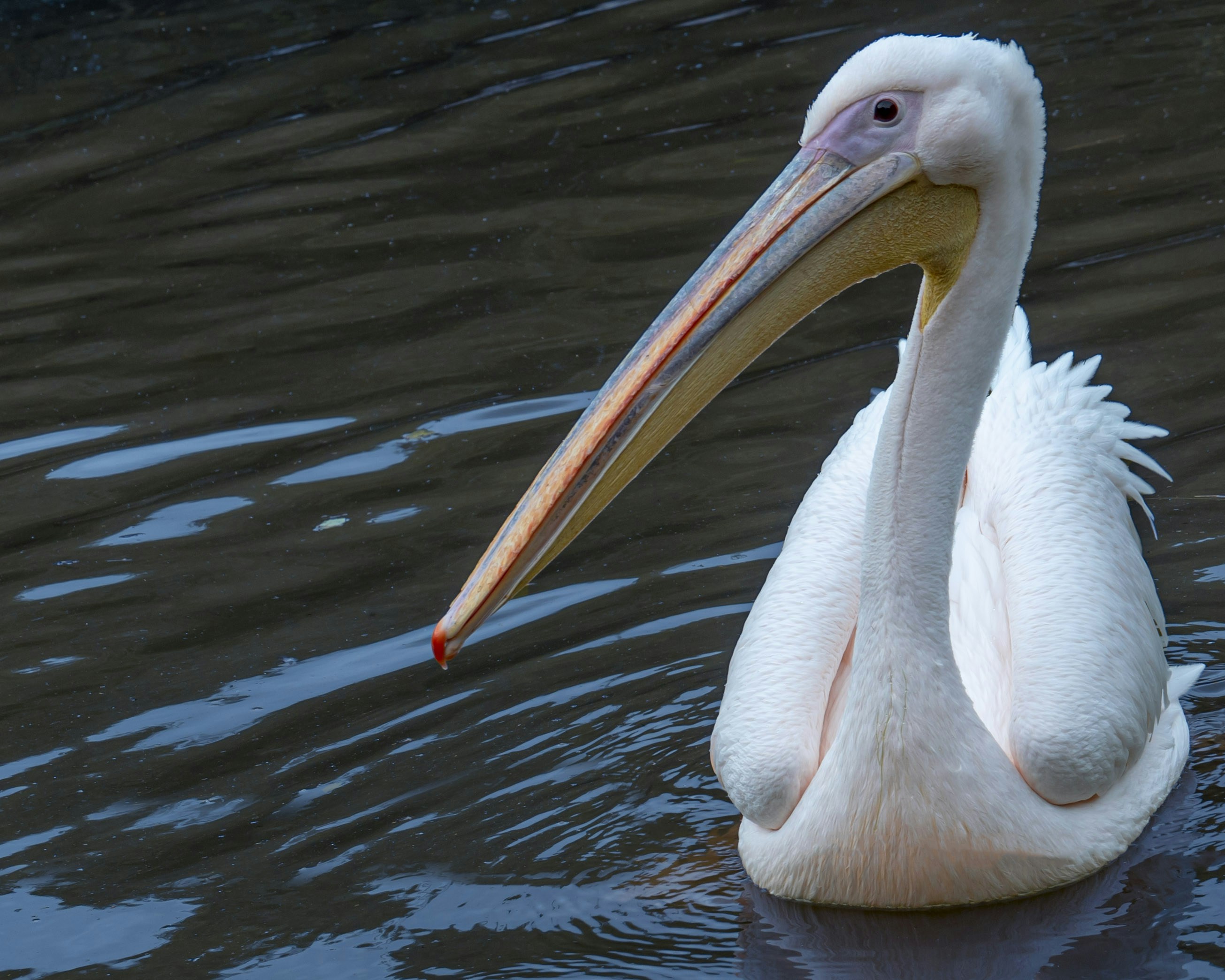 Curved Orange Beak and White Plumage: A Pelican Slice Through Light