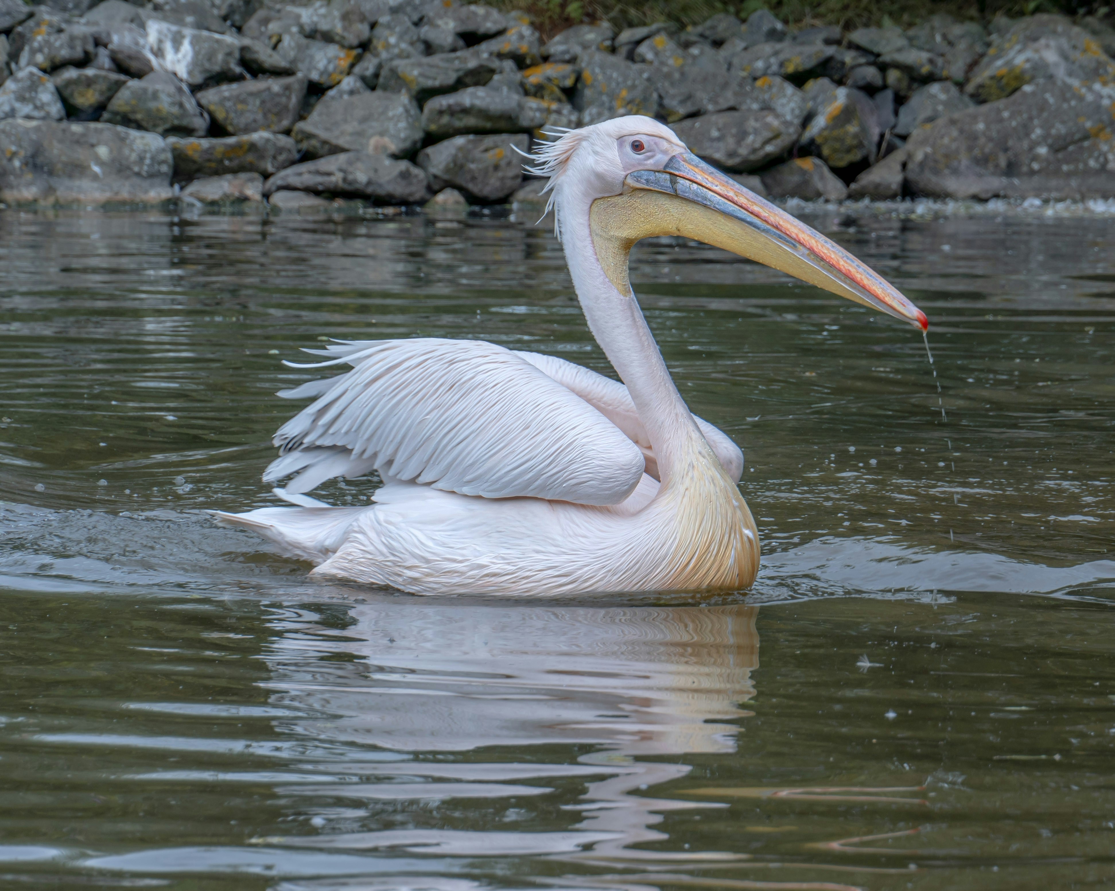 Wakeful Gaze: White Pelican in Gentle Tides