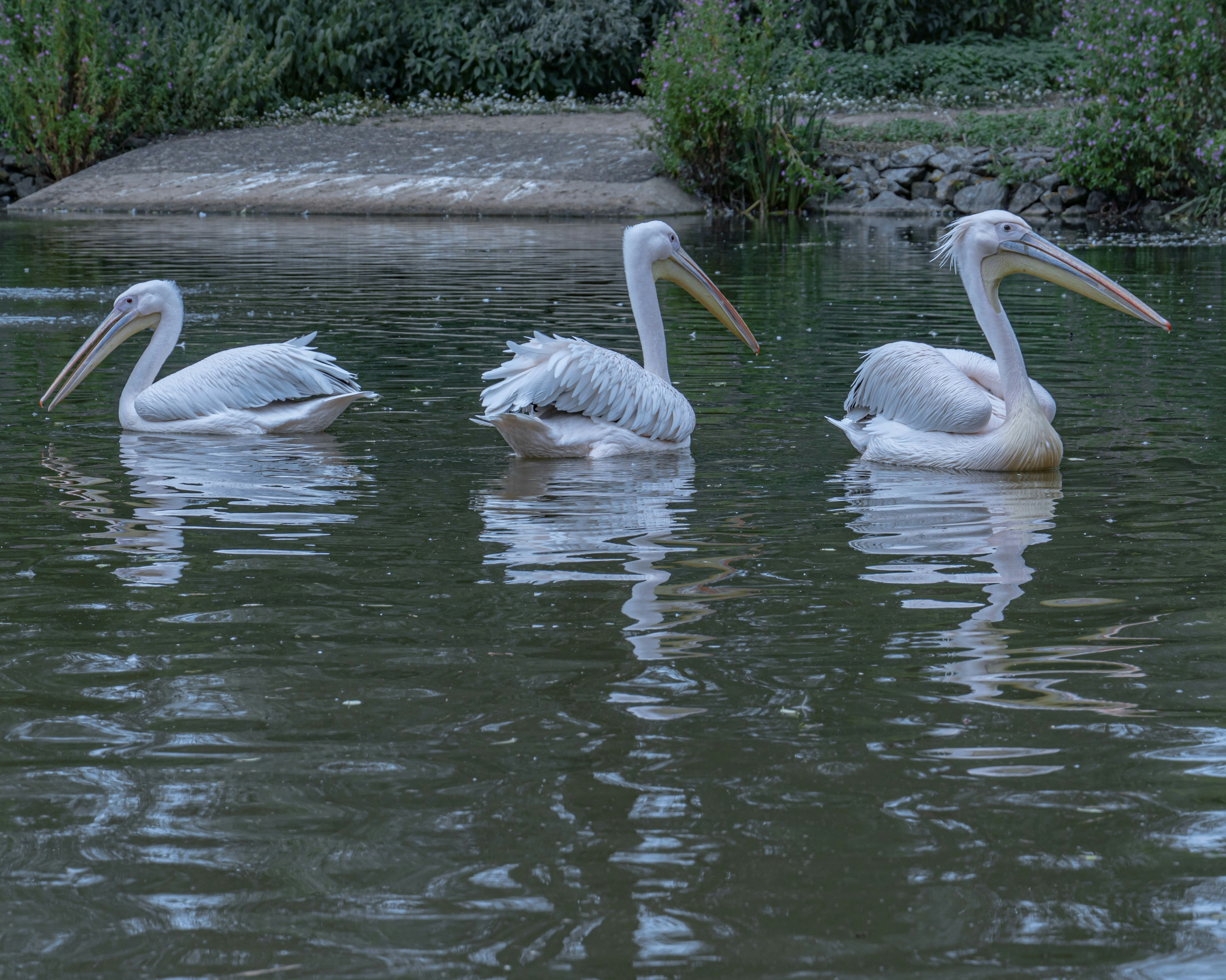 Three Pelicans Drift Across a Quiet Pond