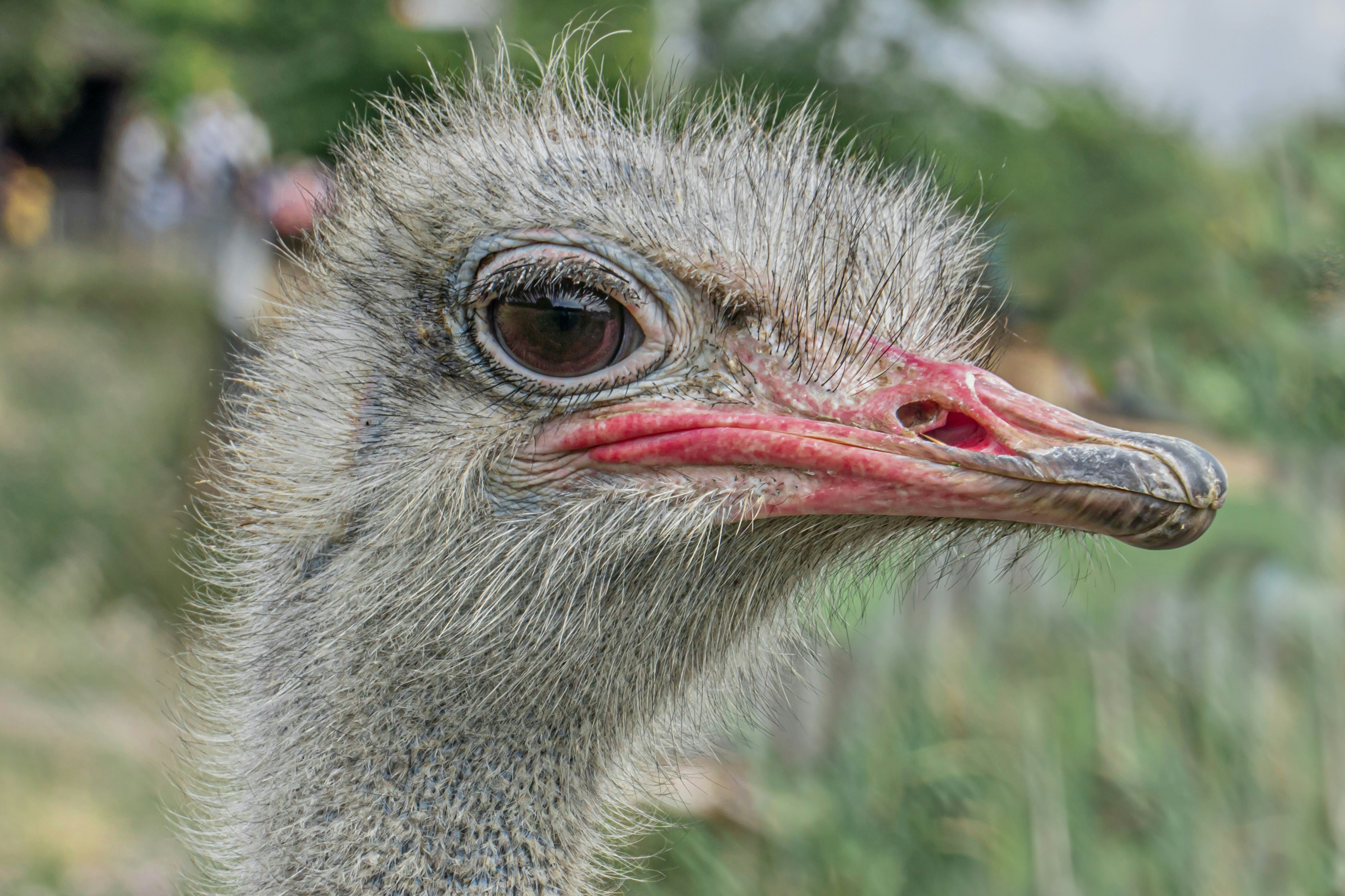 Narrow-stare Emu Portrait: Focus on the Red Beak and Eye