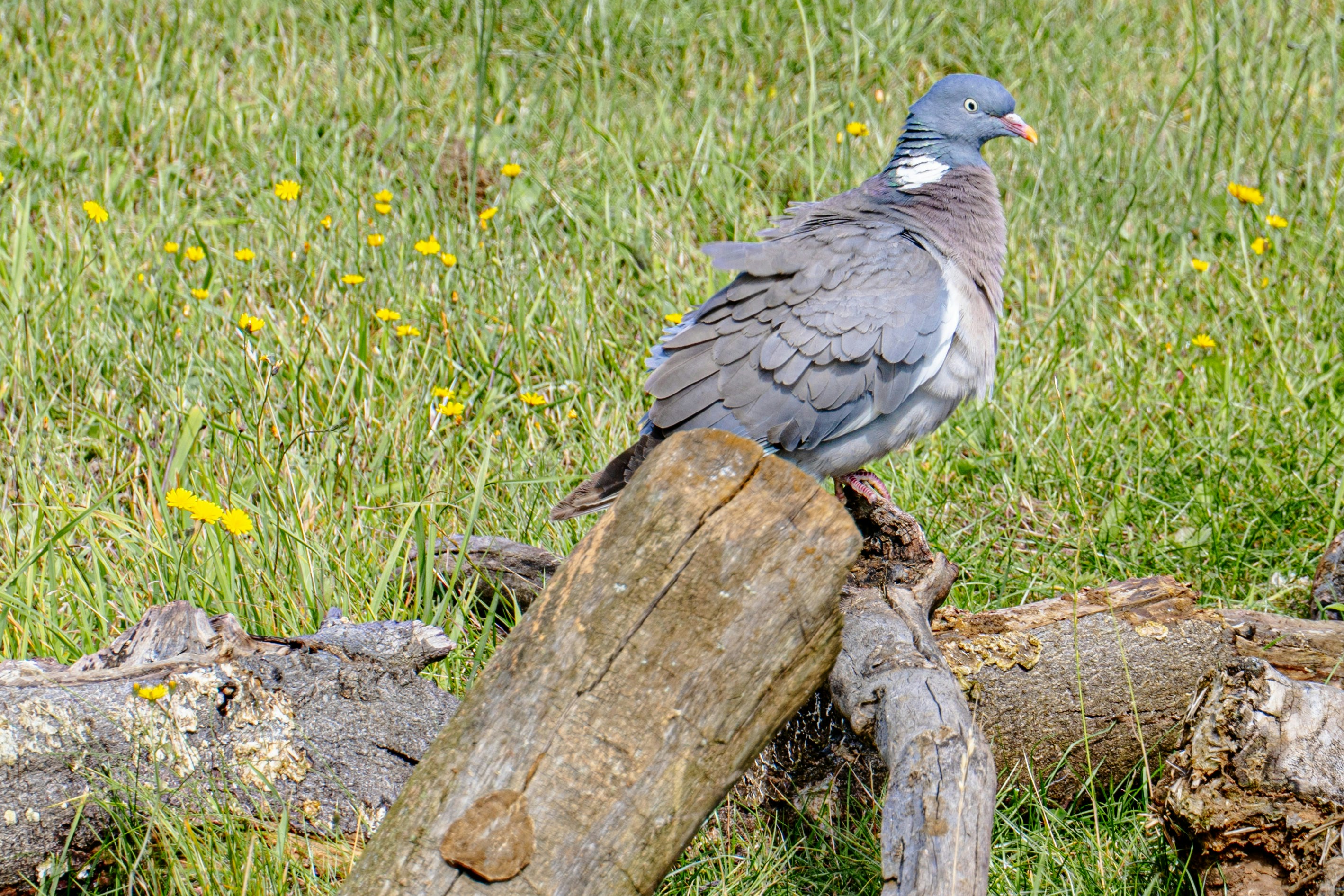 Pigeon on Weathered Log: Quiet Confidence in a Spring Meadow