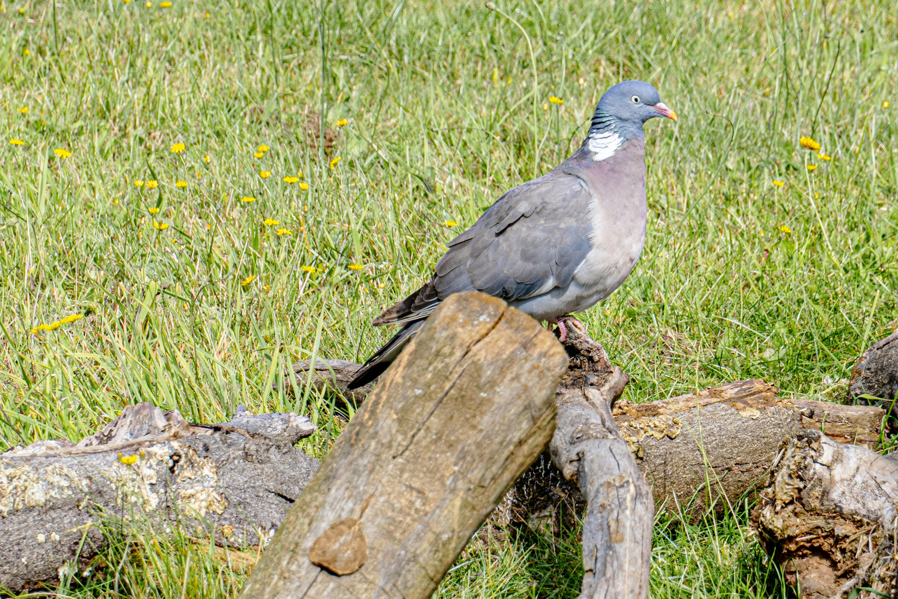 Pigeon Perched on Weathered Log amid Spring Grass