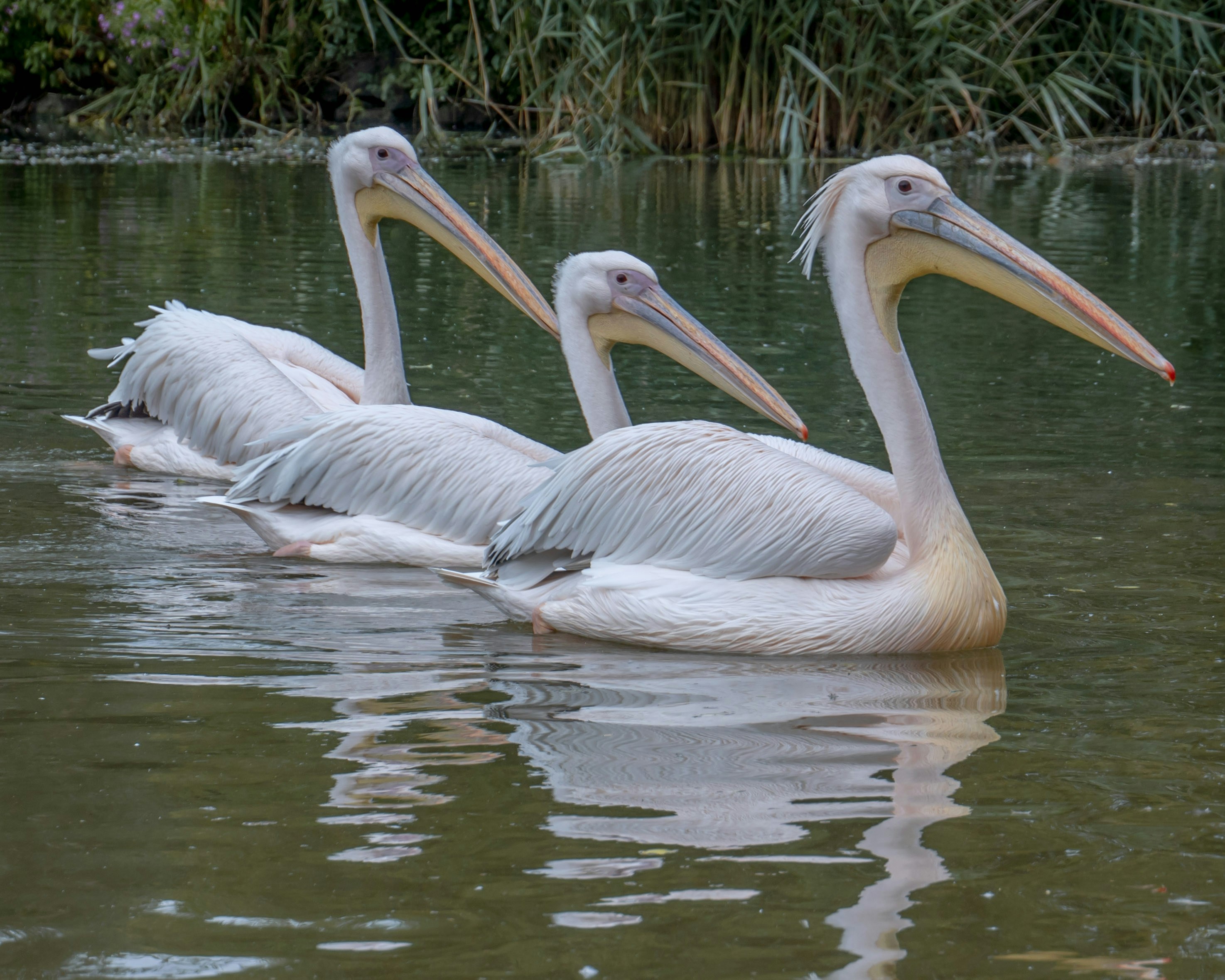 Three Great White Pelicans Glide in Sync Across a Quiet Lake