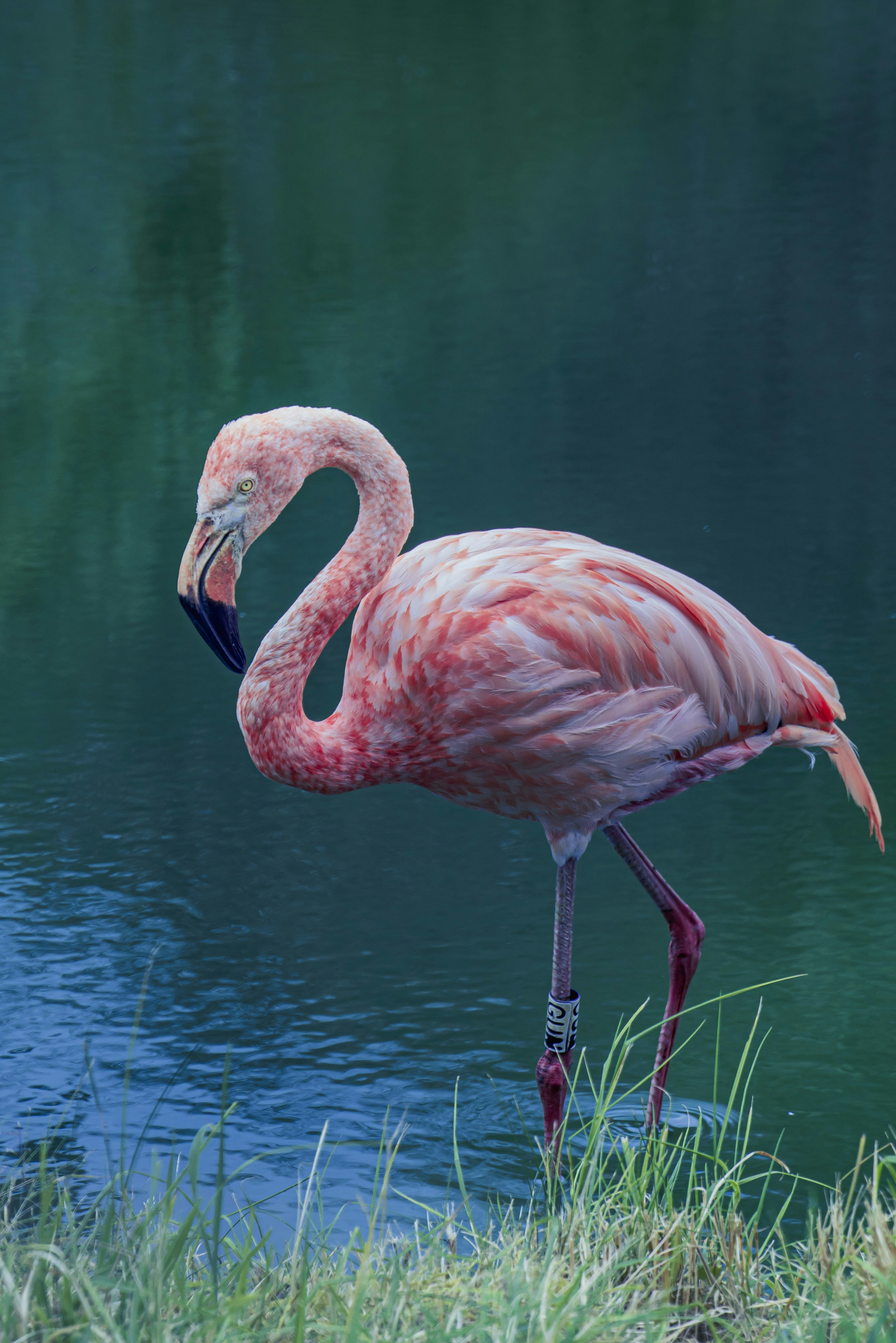 Serene Flamingo at the Edge of Green-Blue Reflections
