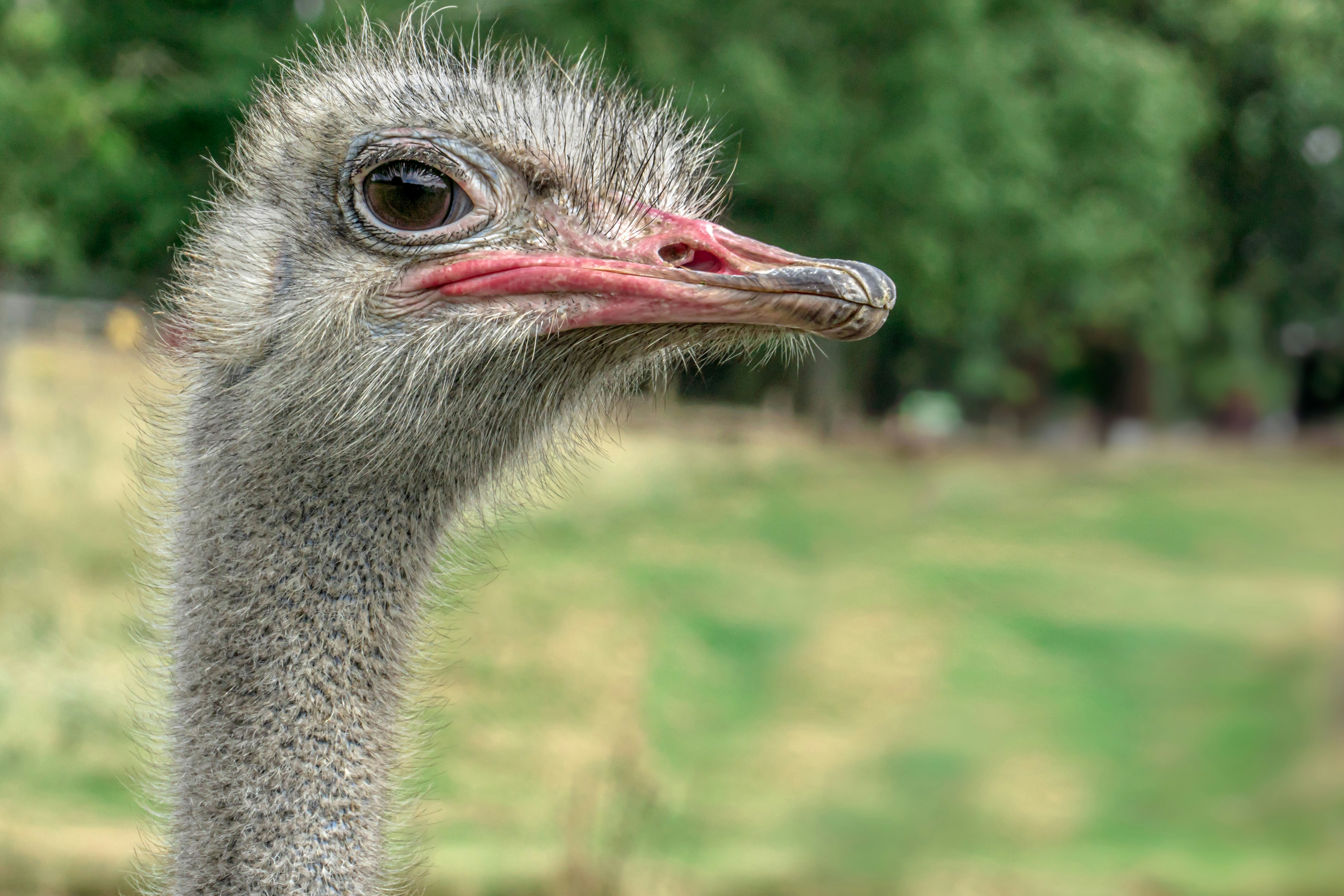 Close-up of an Ostrich Head: Feathers, Eye, and Beak in Focus