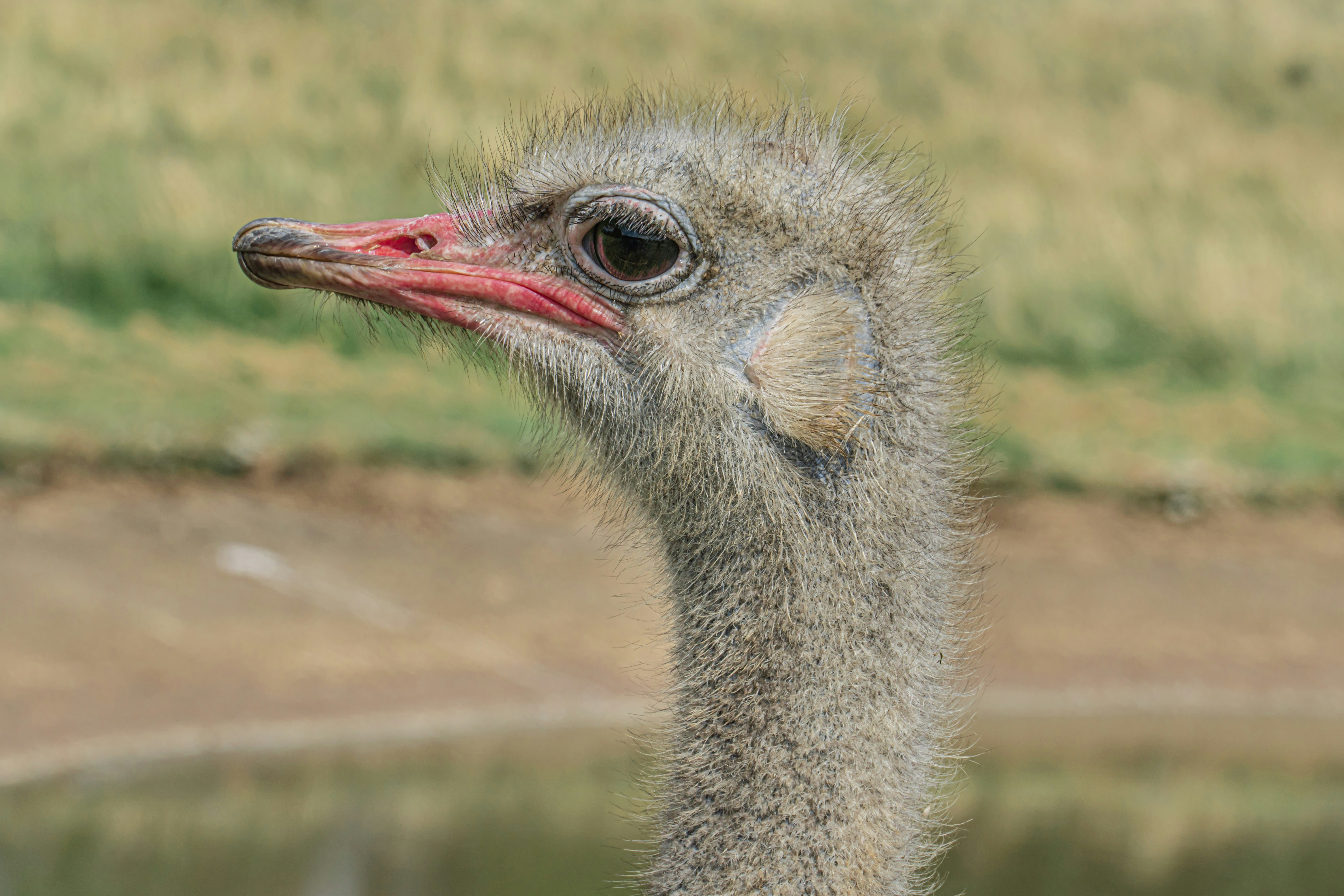 Close-up of an ostrich head: curious gaze and pink beak