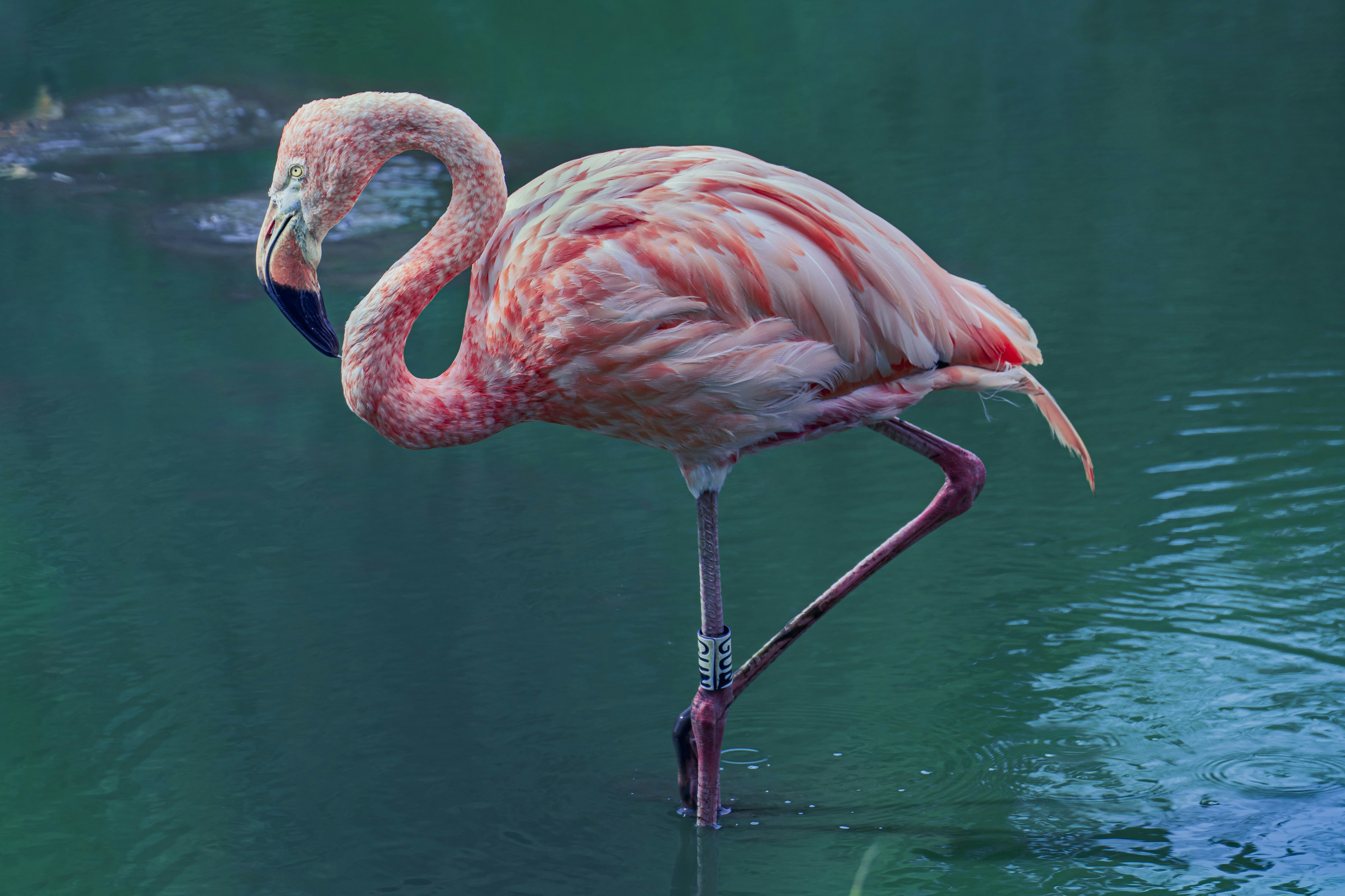 Pink Flamingo in Still Water: Graceful Balance on One Leg