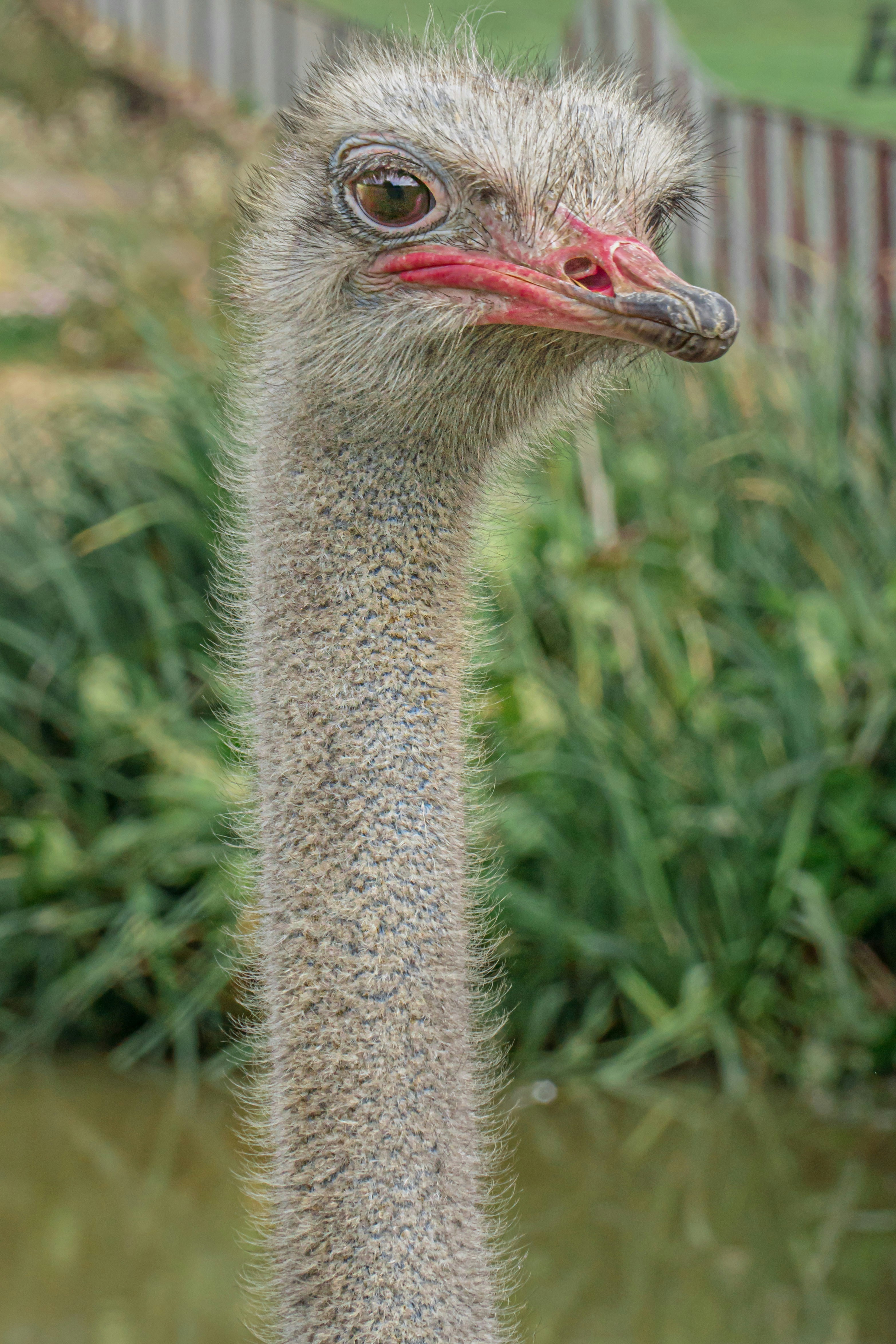 Curious Gaze: An Emu in Focus at the Water’s Edge