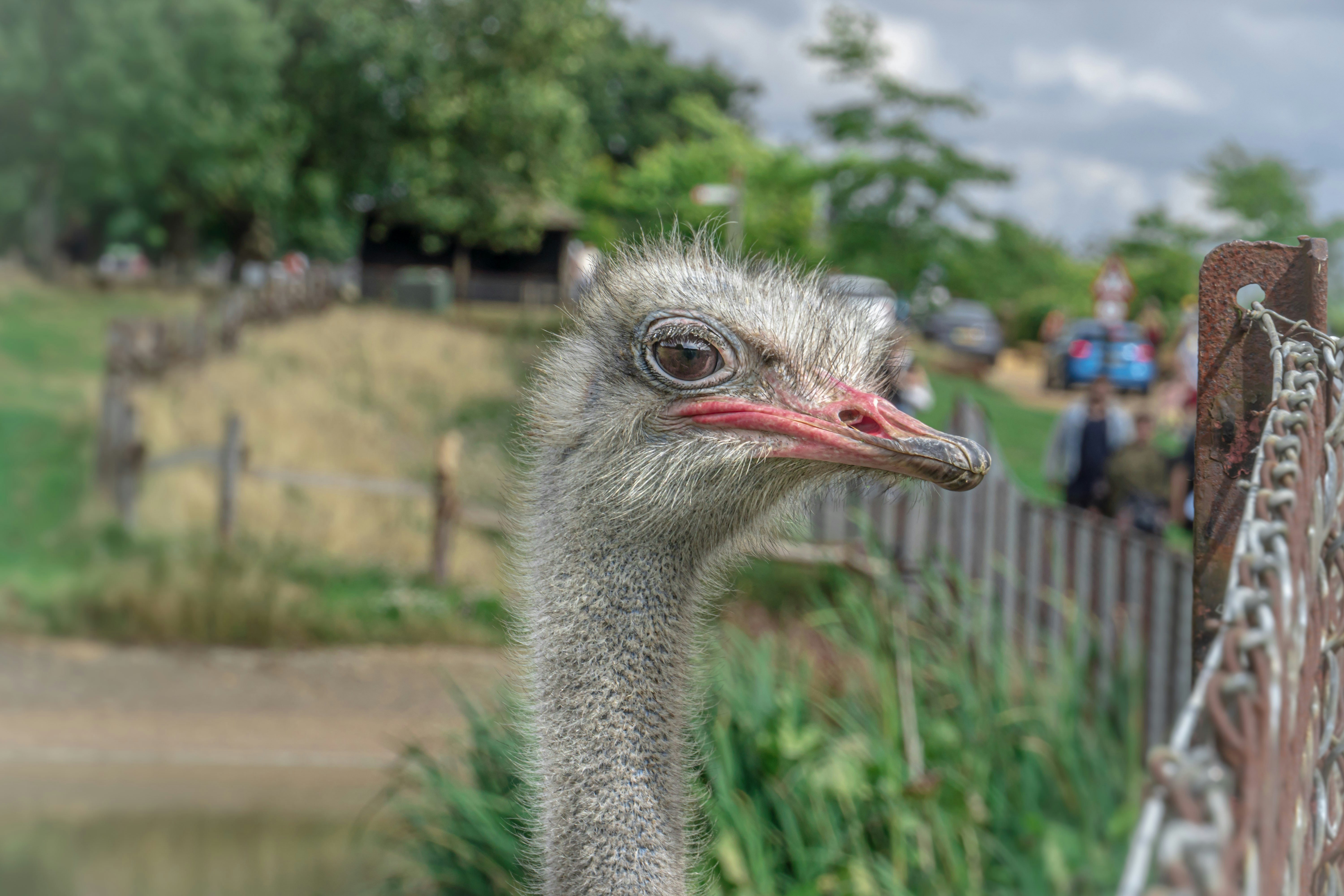 The Gaze at the Fence: An Ostrich Portrait Up Close