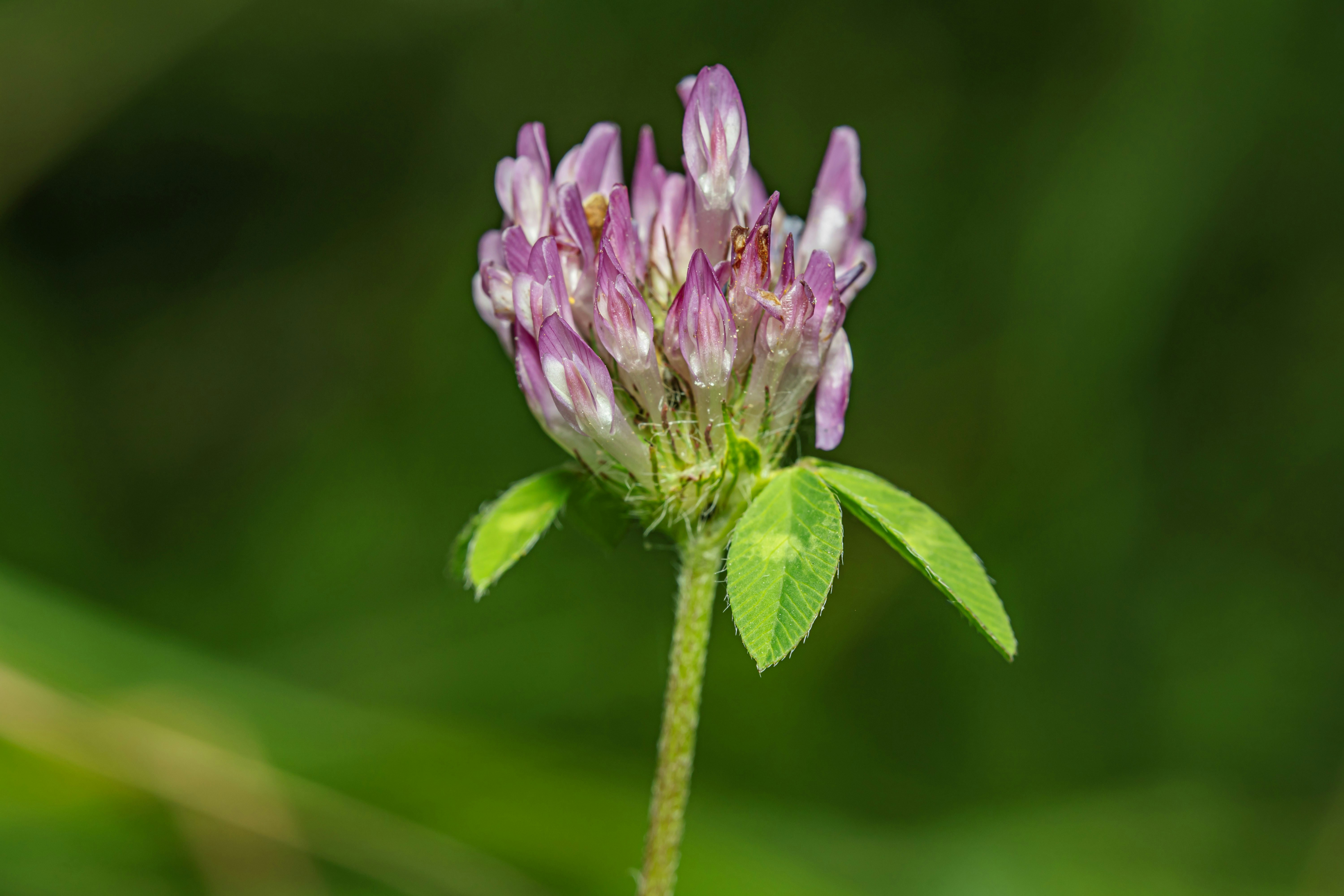 Close-up of a pink-clustered wildflower with green stem against a blurred green background
