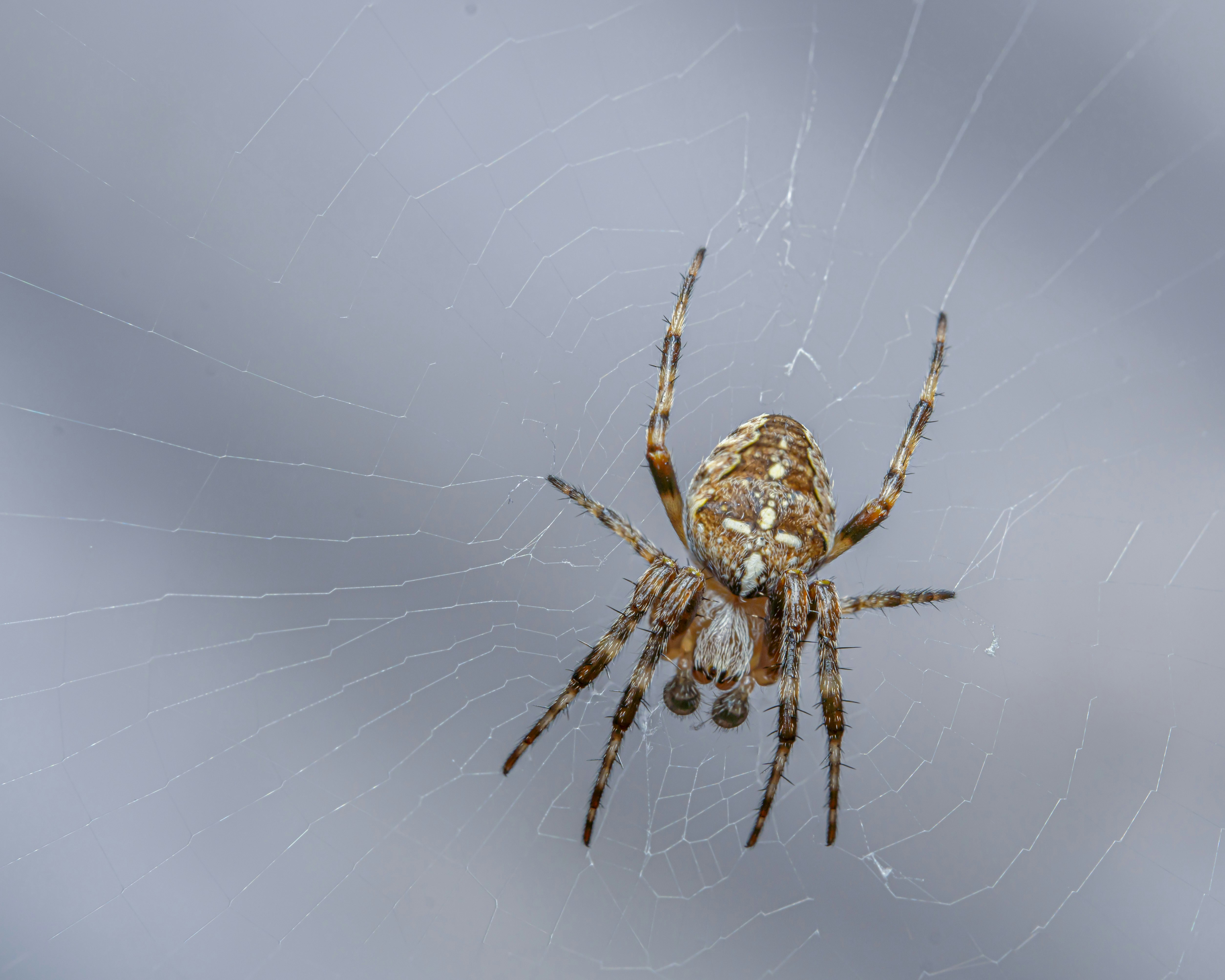 Orb-weaver at the Center: Delicate Web in Misty Light