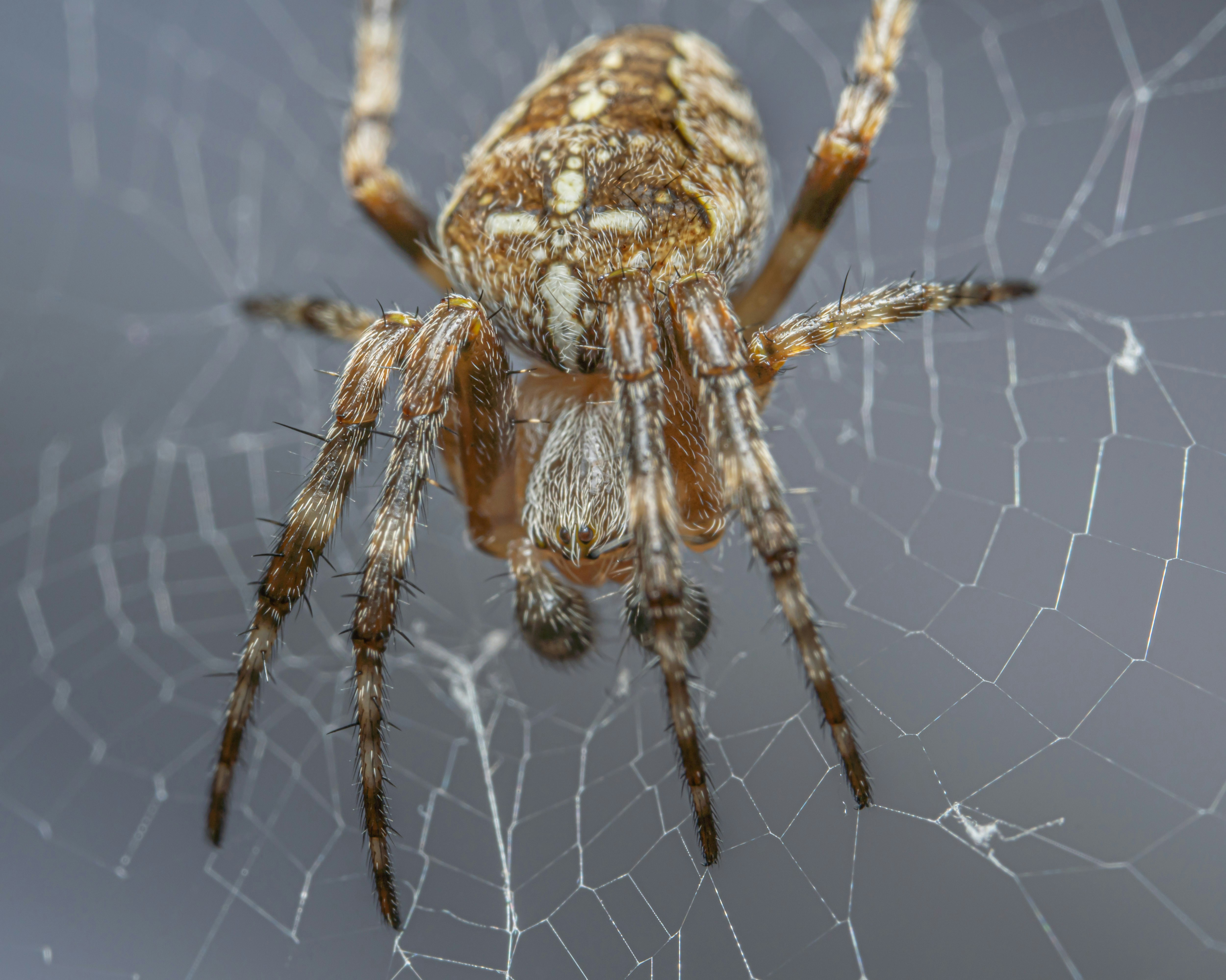 Amber Orb Weaver in the Web: A Macro Portrait of Spun Gossamer