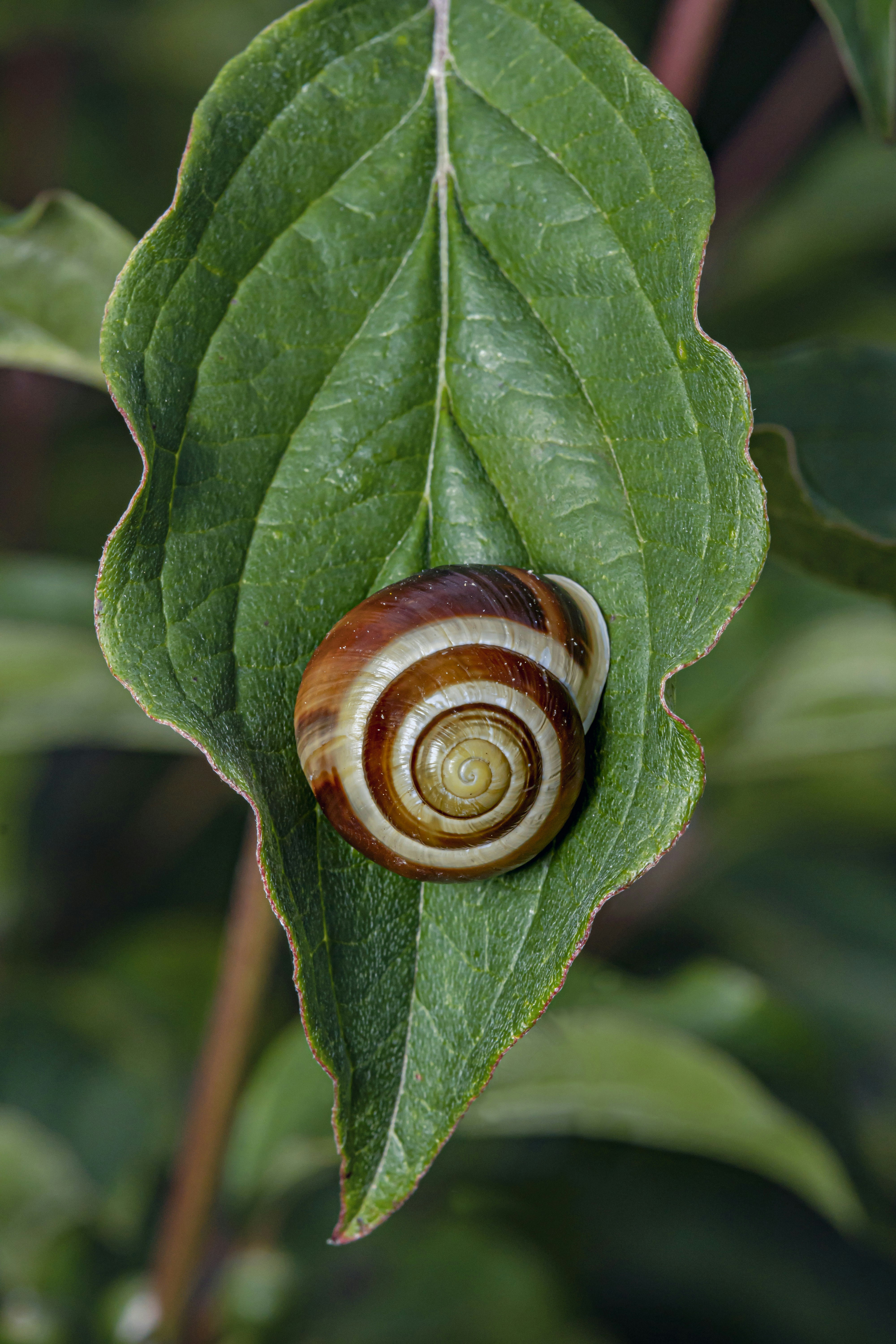 Coiled Mastery: A snail’s spiral on a verdant leaf