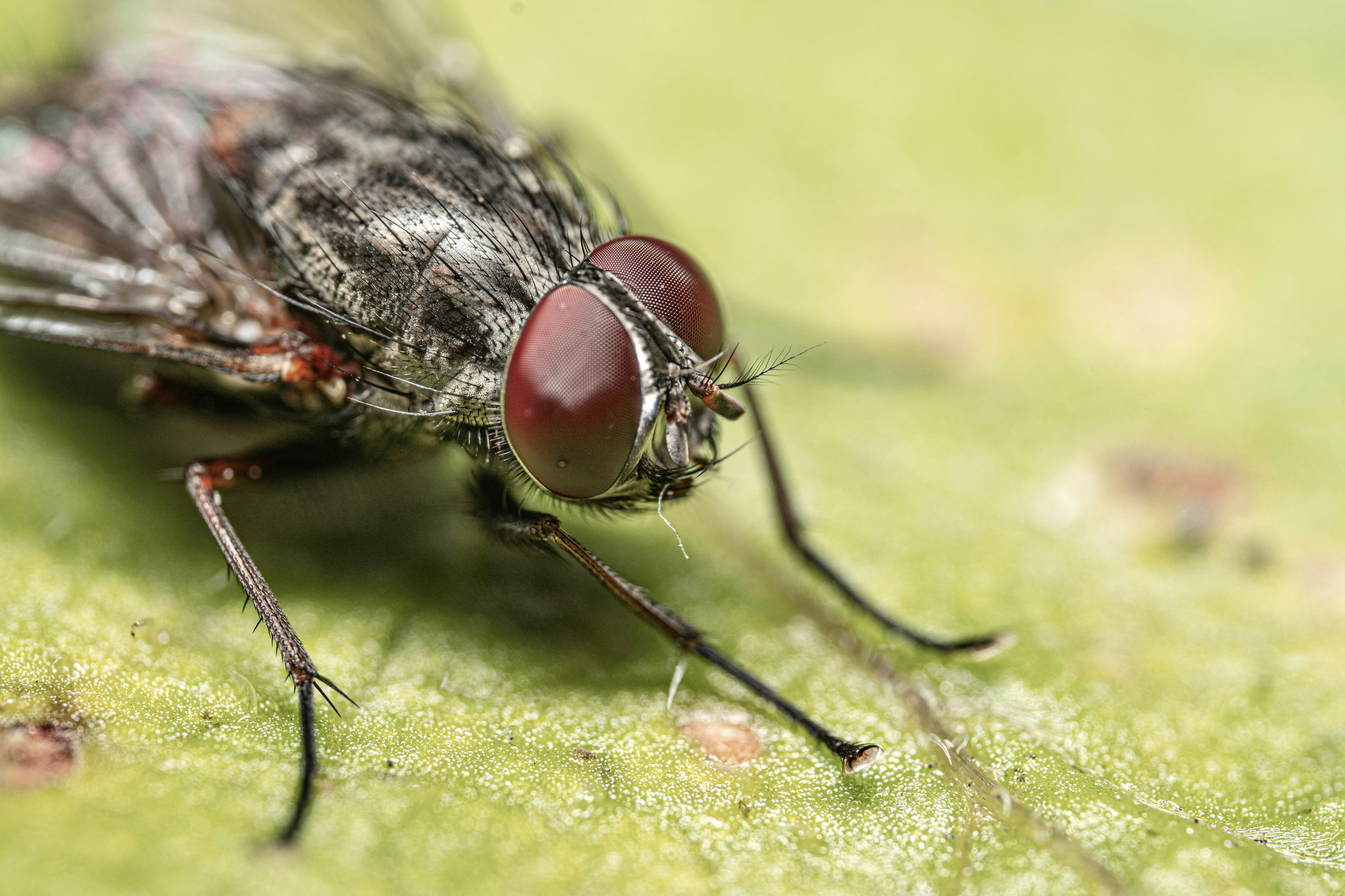Close-up on a Red-Eyed Housefly: Macro Detail on Green Surface