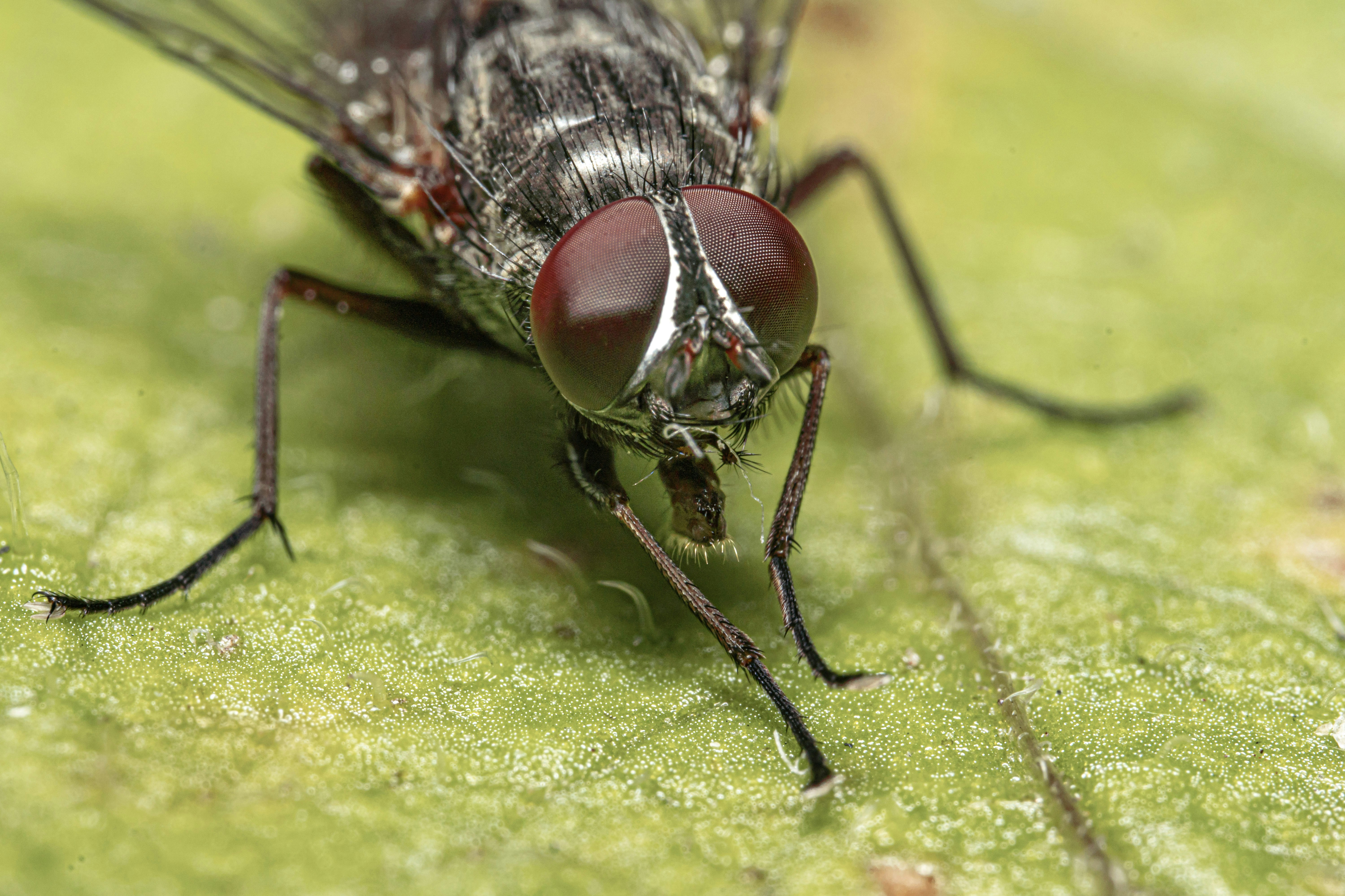 Macro Portrait of a Hoverfly's Forward Gaze