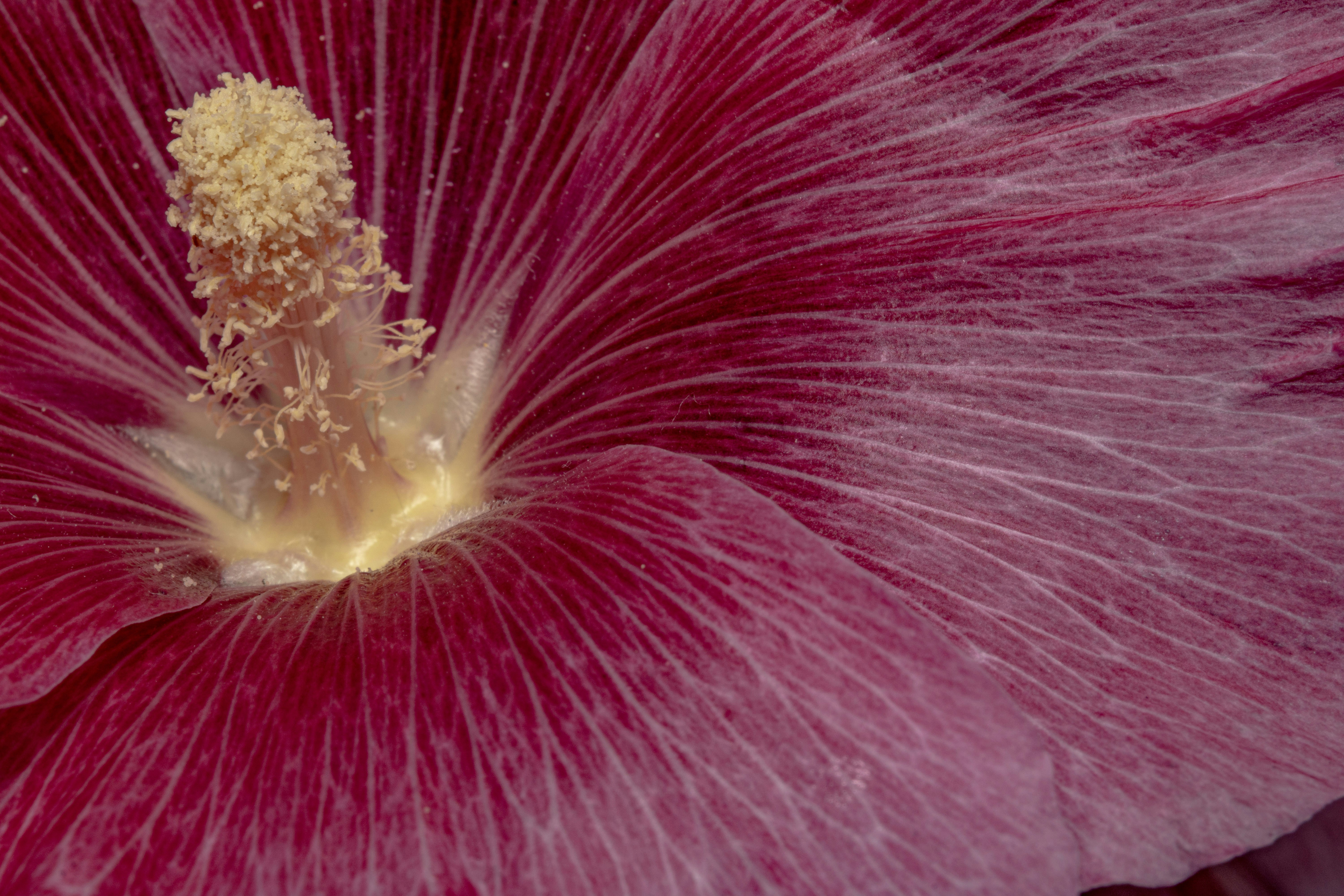 Crimson Petal Core: A Close-Up of Velvet Magenta with Golden Center
