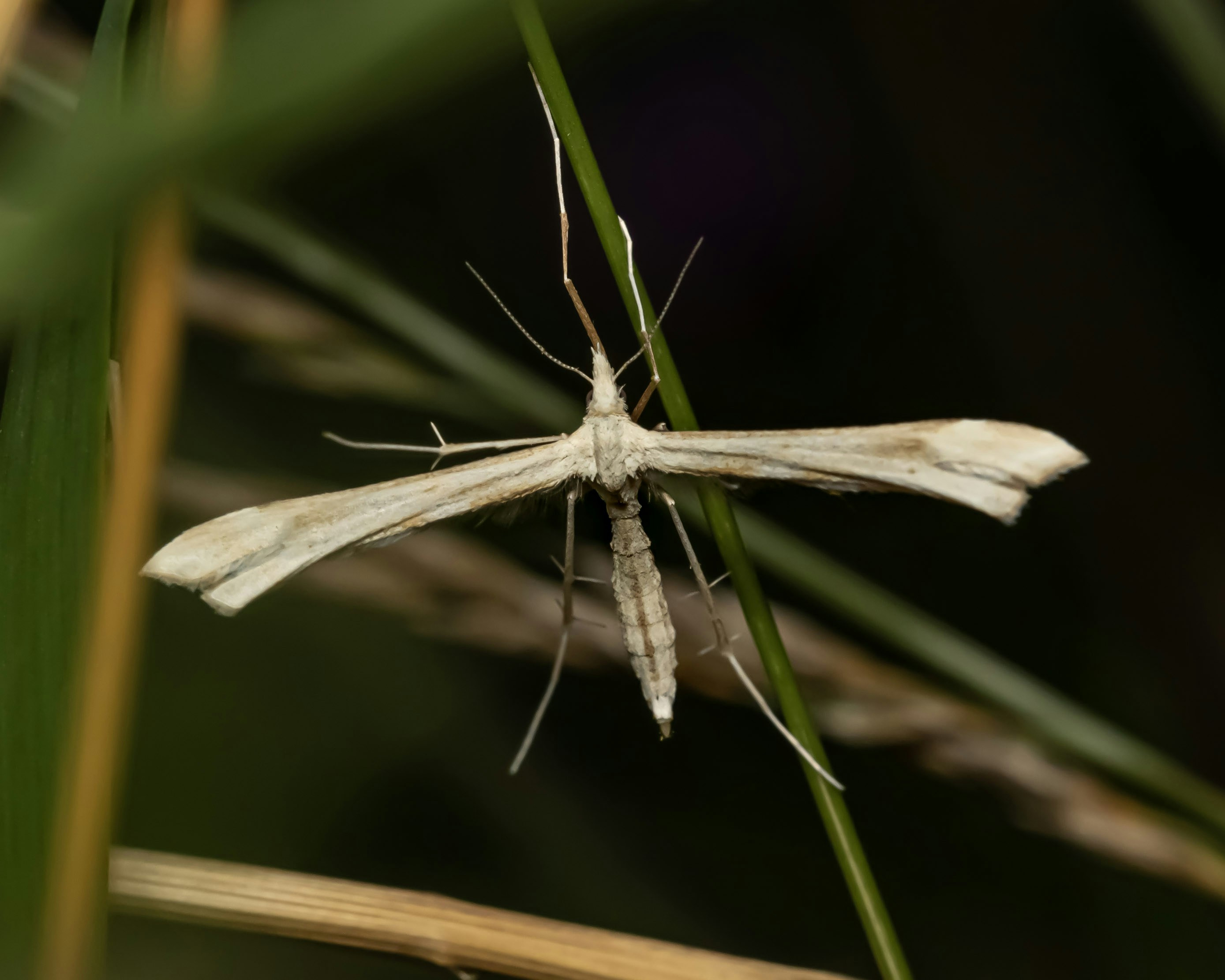 A Delicate Moth in Focus: White Threaded Wings on Grasses
