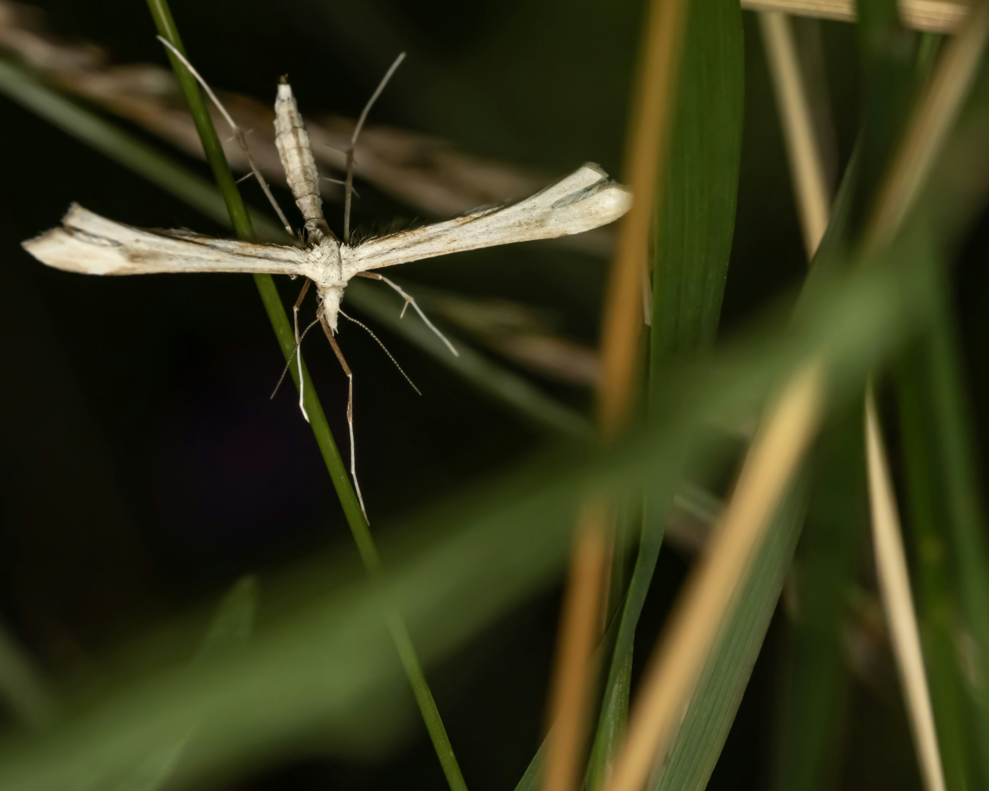 Winged Break in the Grass: A Pale Moth Amid Plant Strands