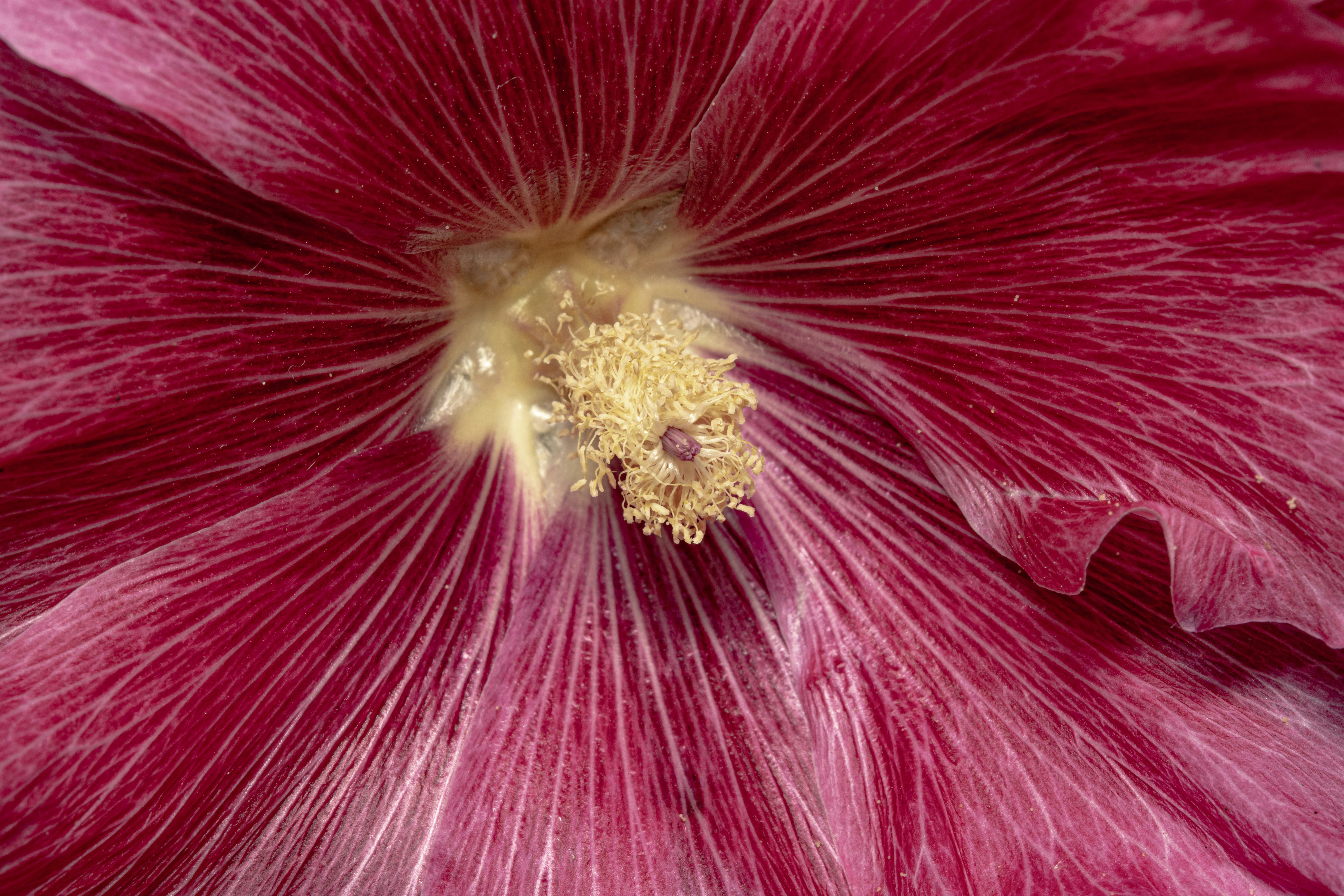Crimson Petal Close-Up: Antherin' Texture at the Plant’s Core