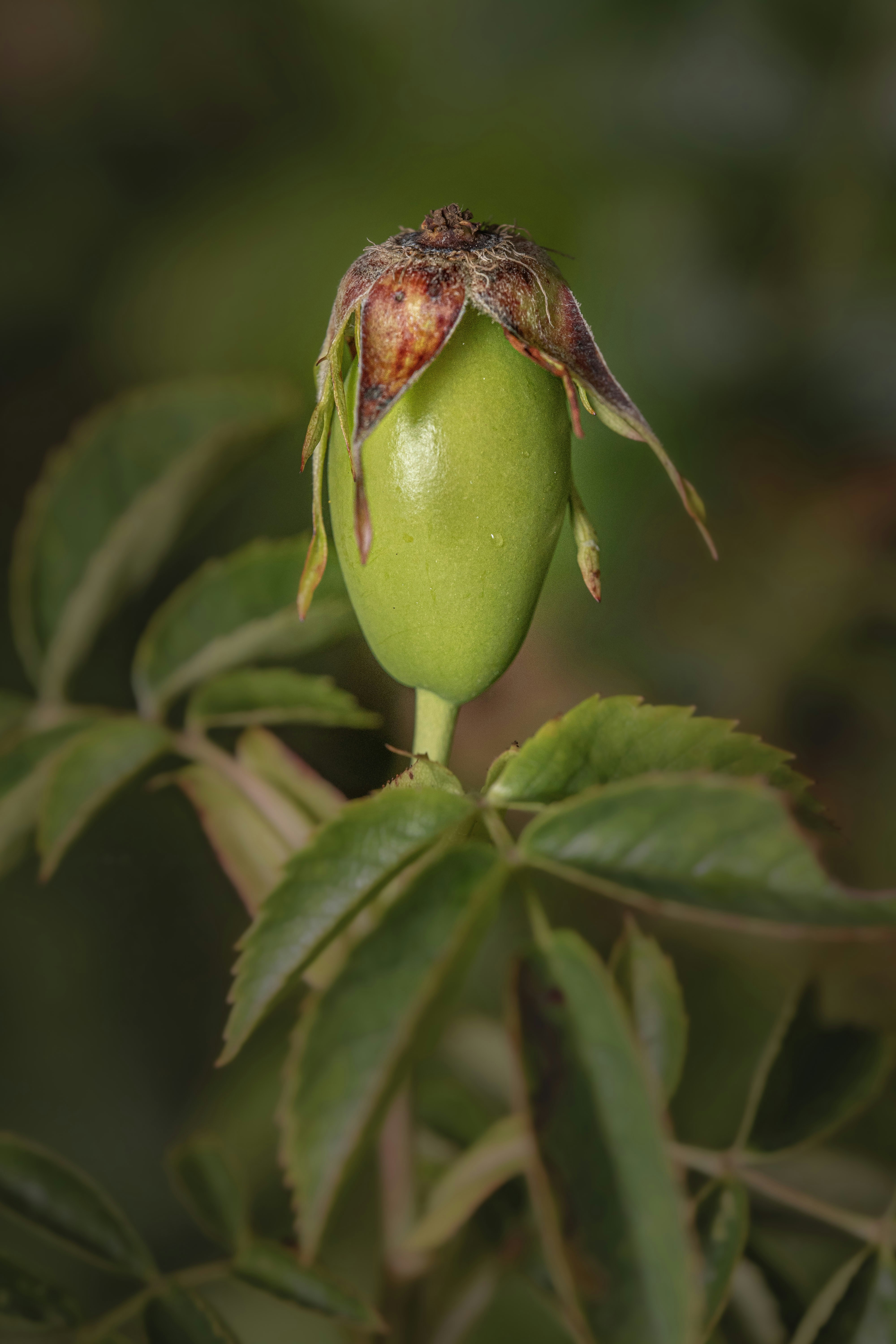Emerald Rosehip: A Close-Up of a Budding Green Rosehip