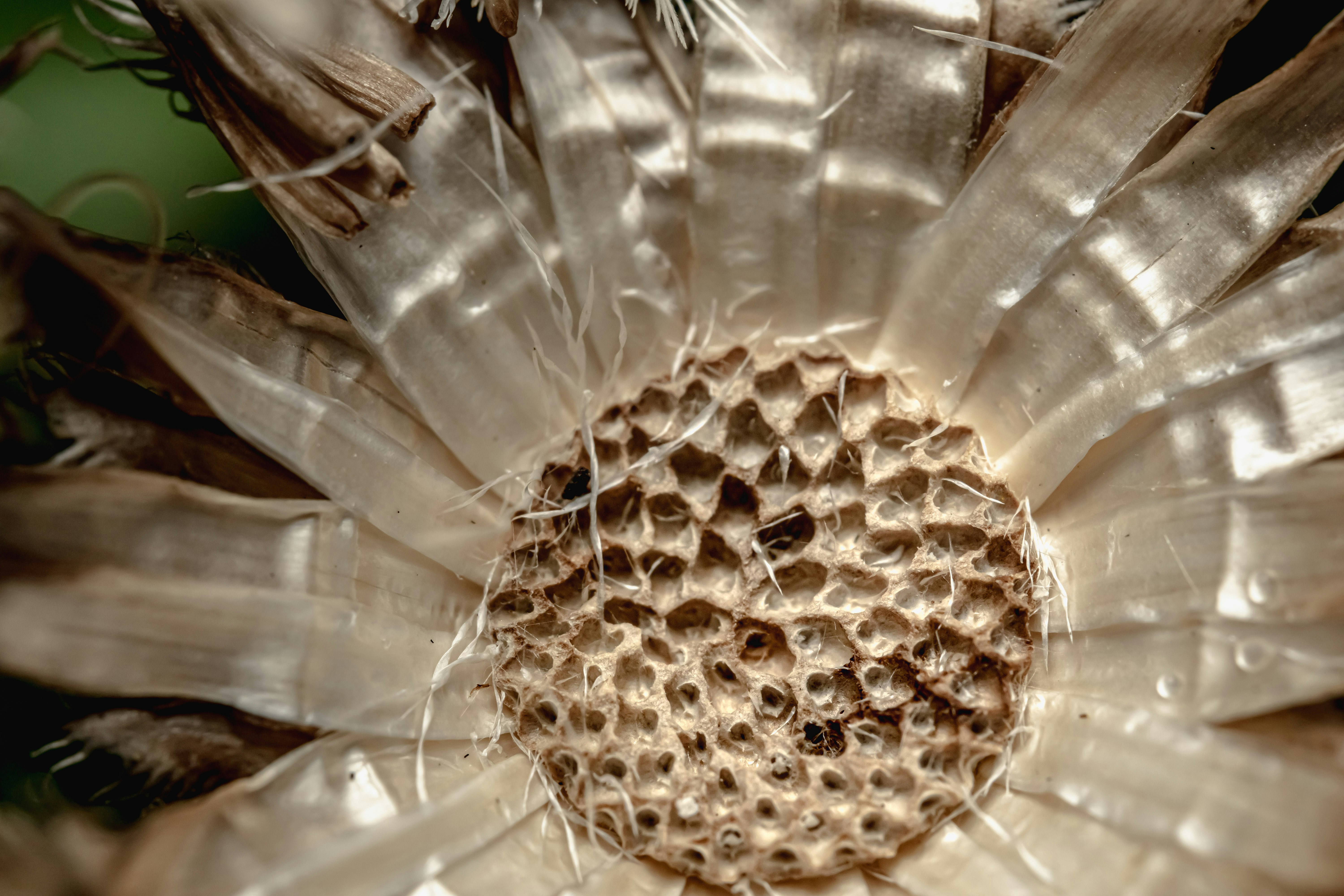 Macro Bloom: Centered Seed Disk Amid Petal Fragments
