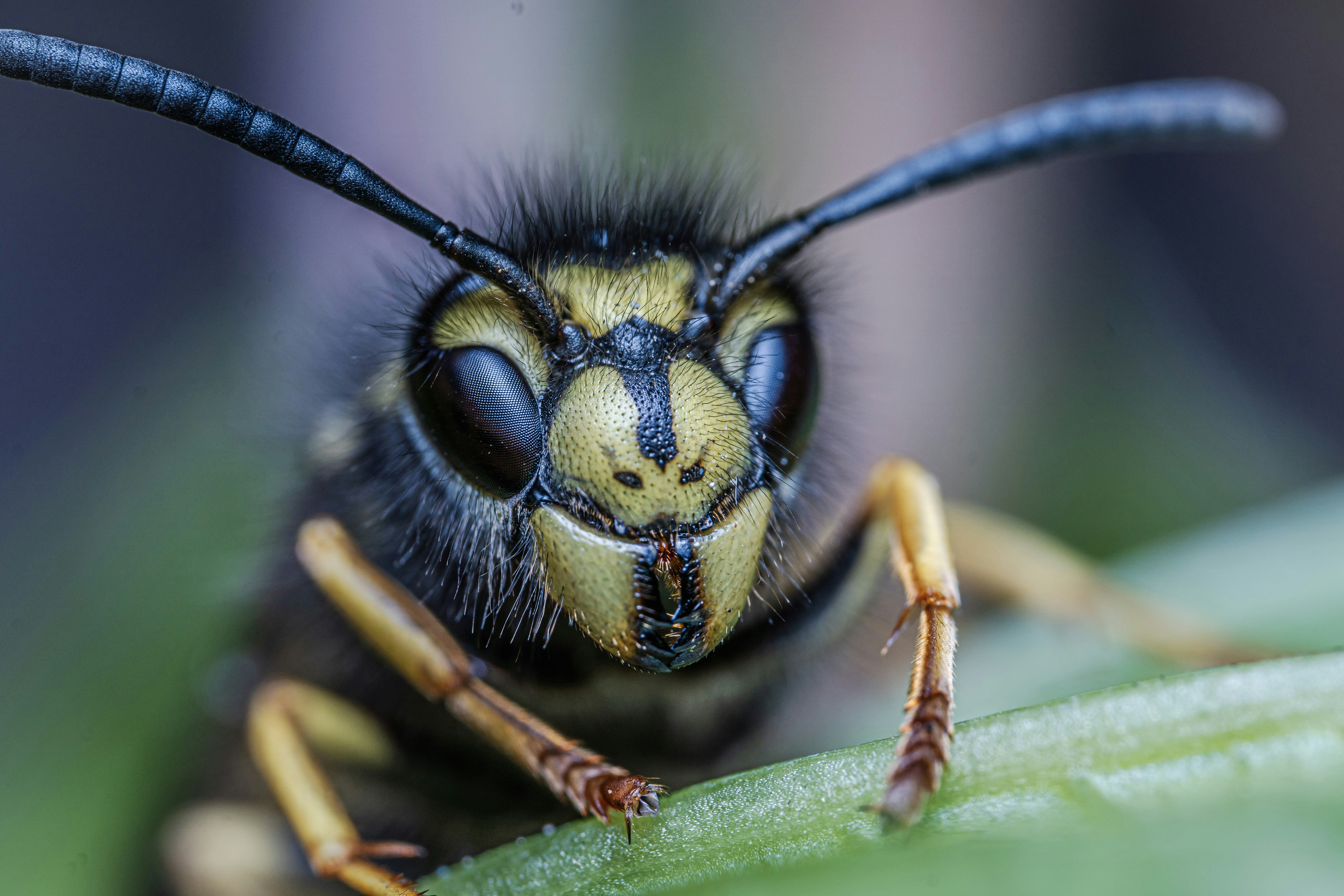 Close-Up Stare: A Wasp's Intense Gaze Beneath the Antenna
