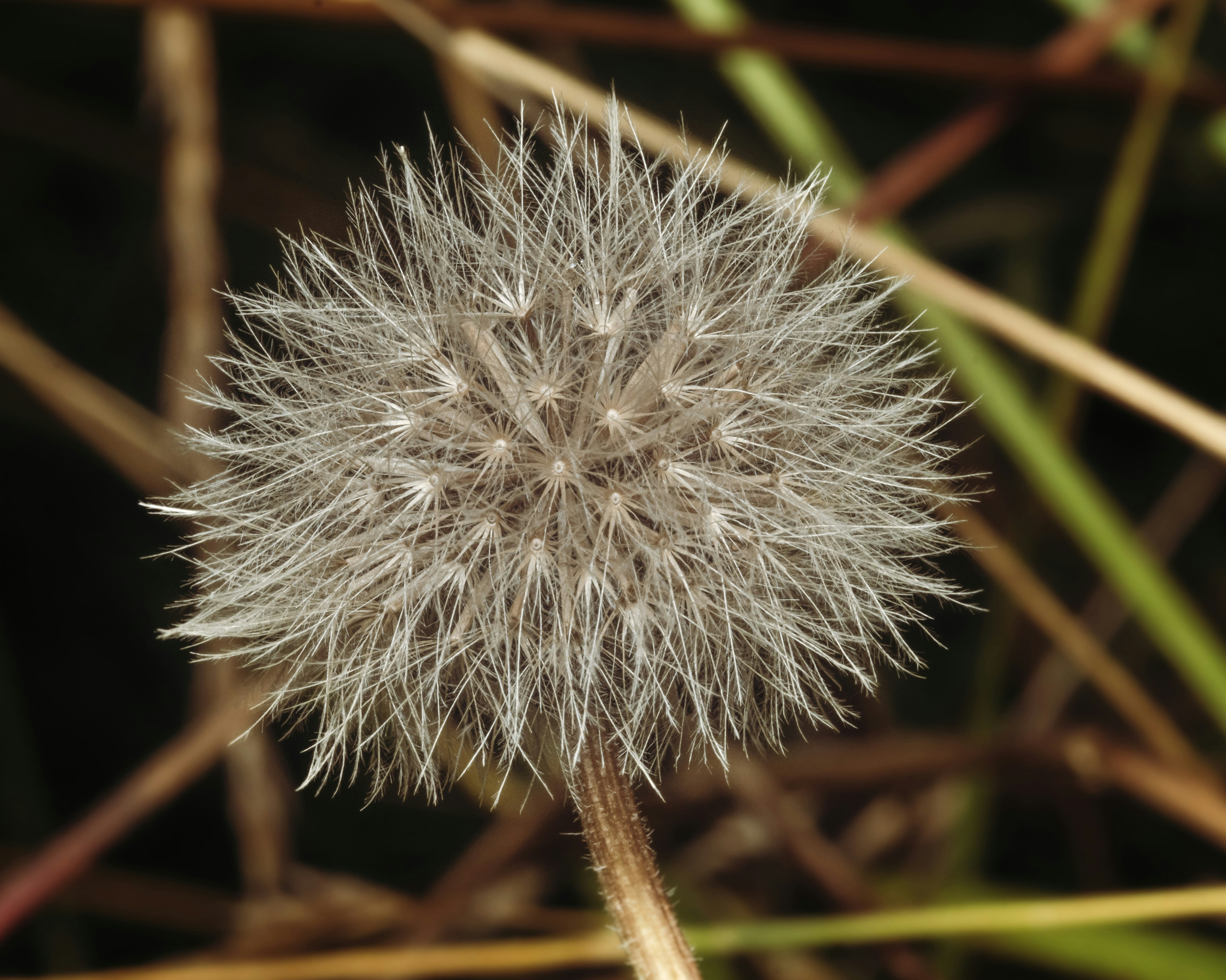 Radial Quiet: A Dandelion Crown in Focus