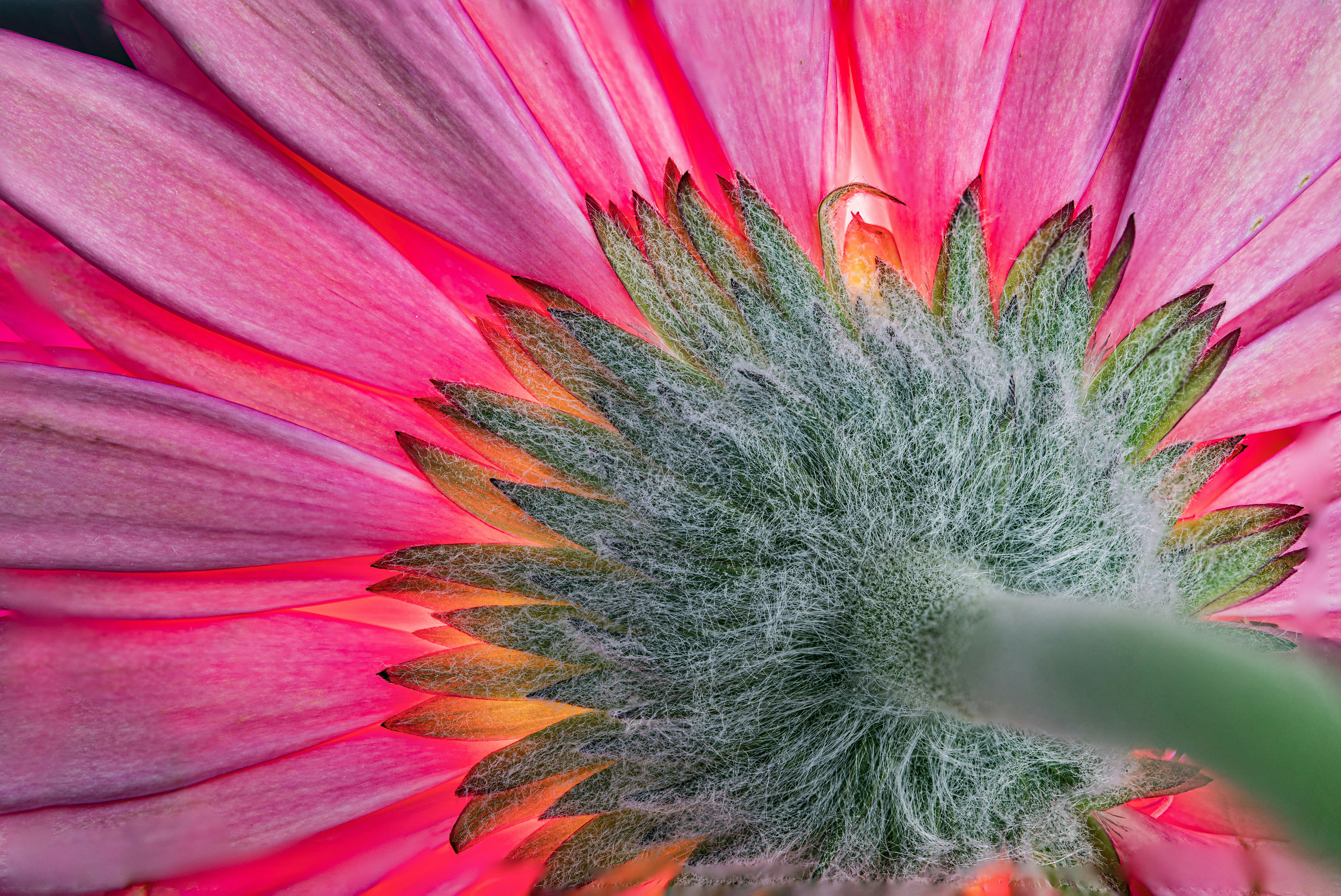 Petal Spiral: A Close-Up of the Flower's Center