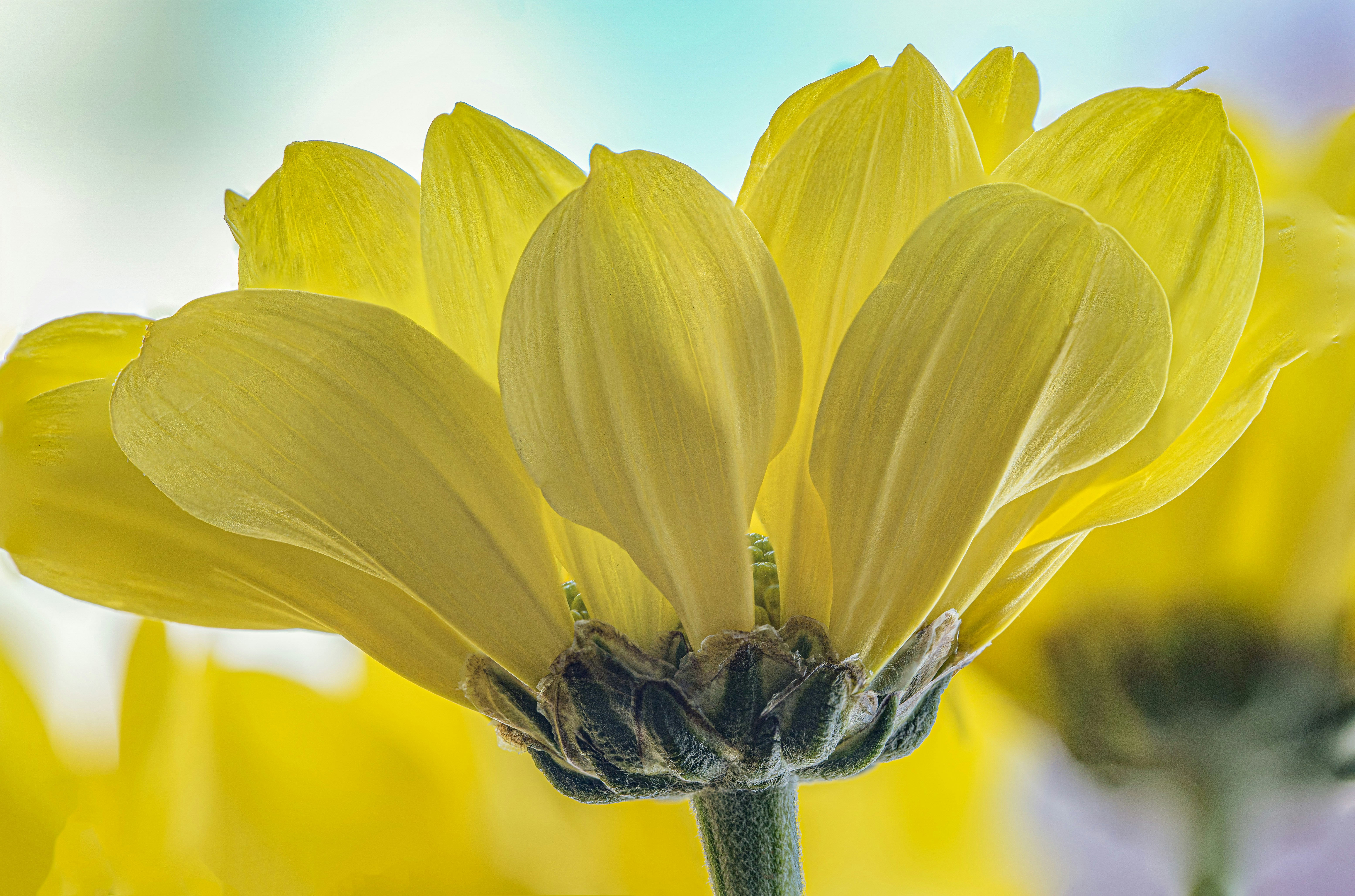 Sunlit Tulip Crown: A Close-Up of Petal Radiance