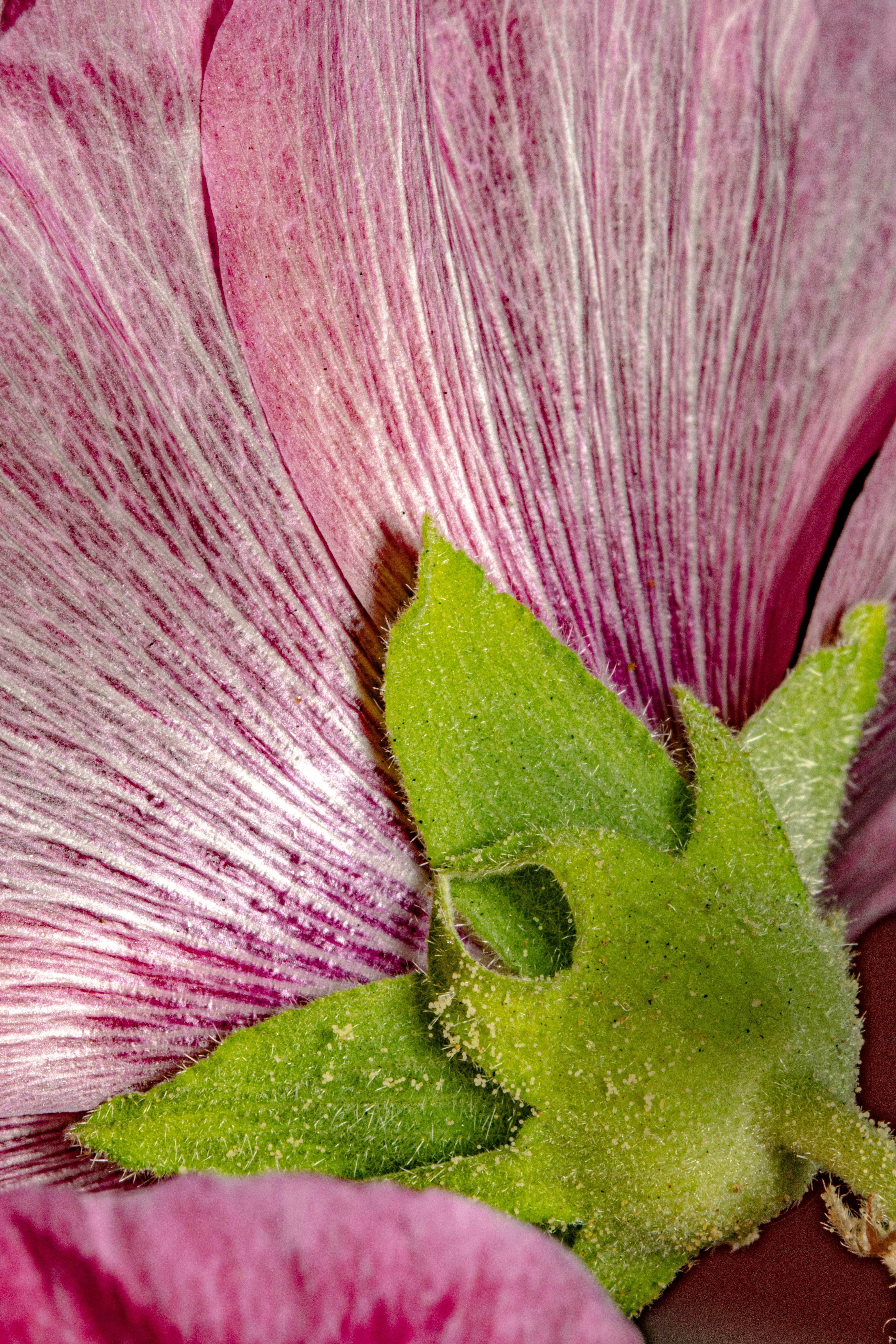 Close-Up of a Pink Petal with Green Pollened Calyx