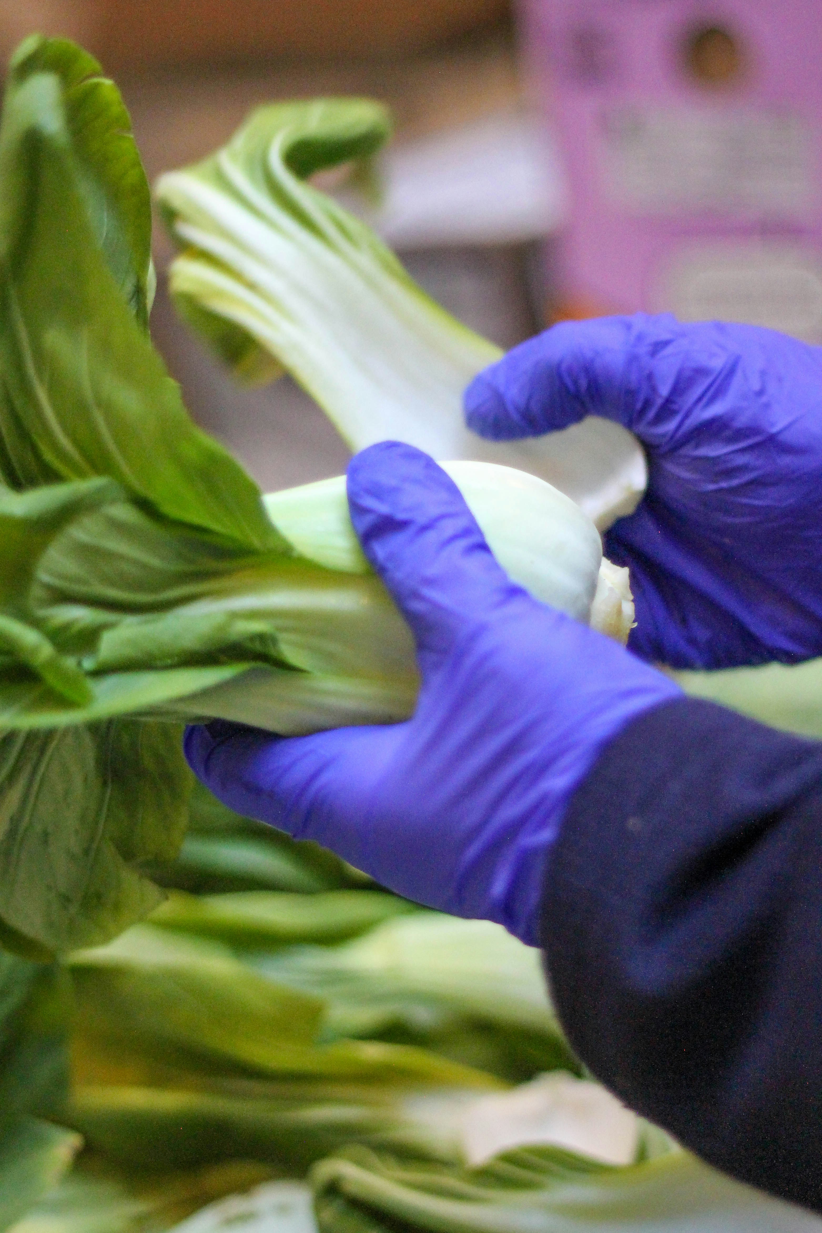 Green leek handling in blue gloves: a close-up of produce prep