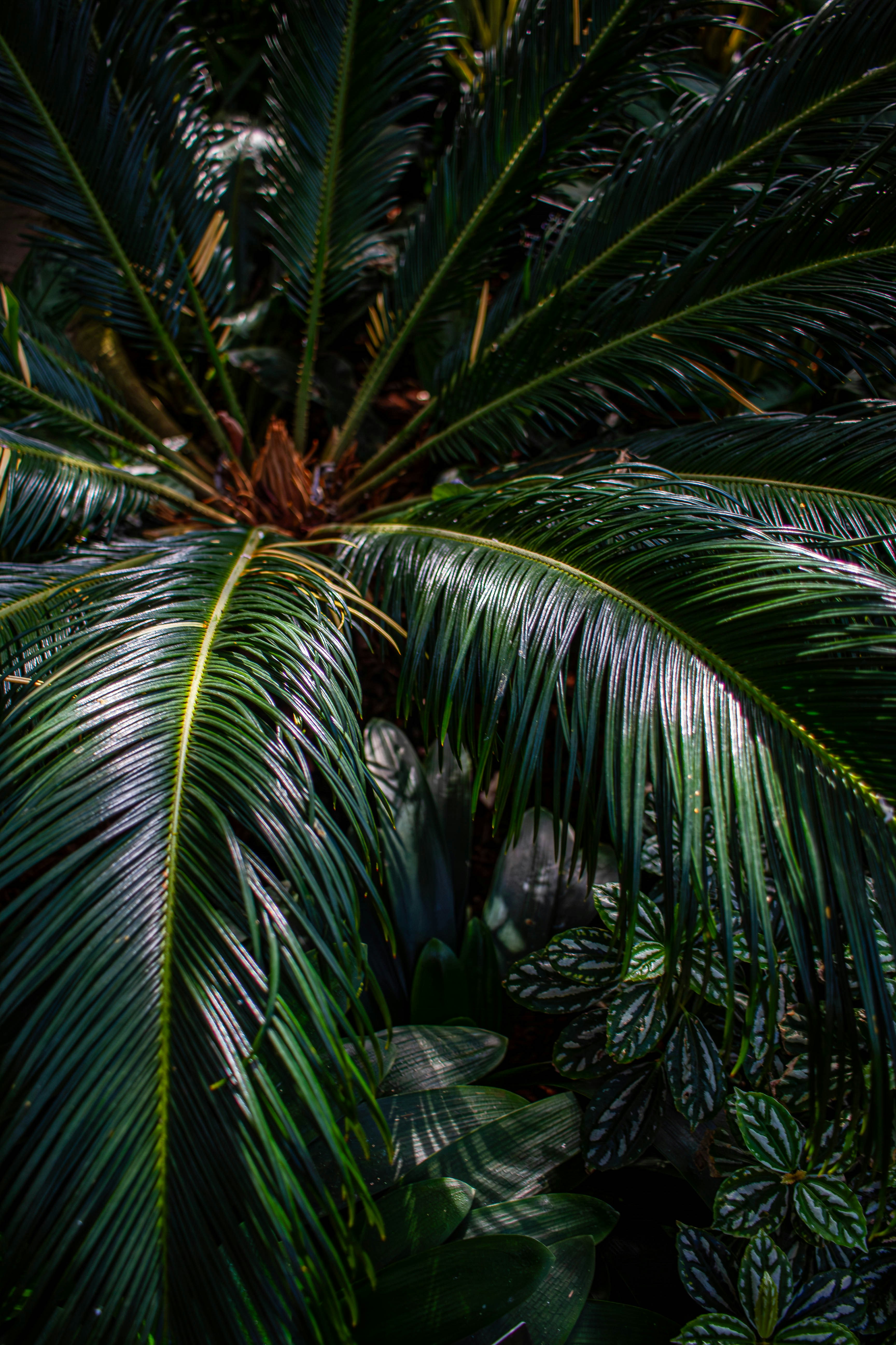 Radiant Fronds: A Close-Up of Jungle Green Texture