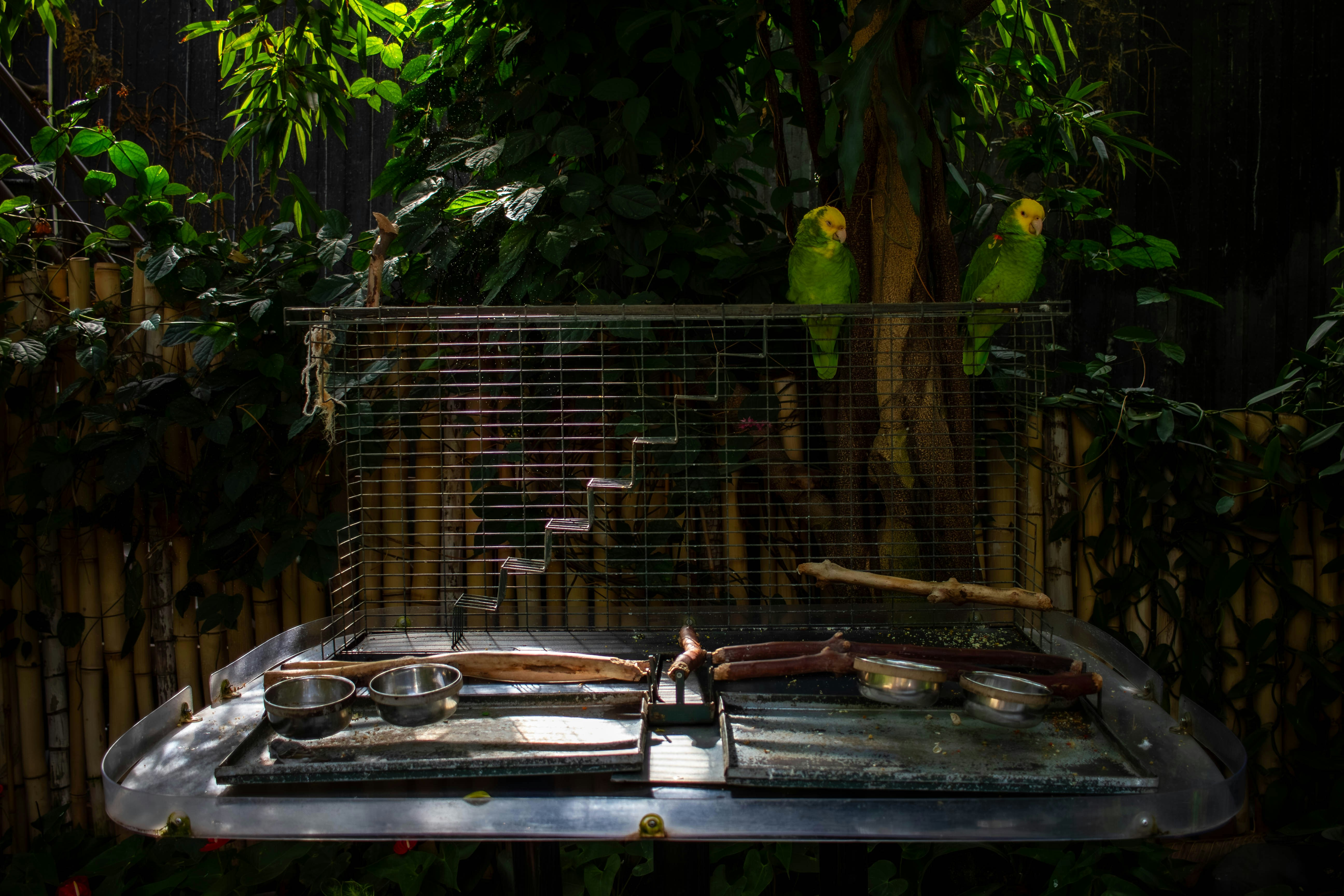 Two parakeets perched on a cage amidst green foliage.
