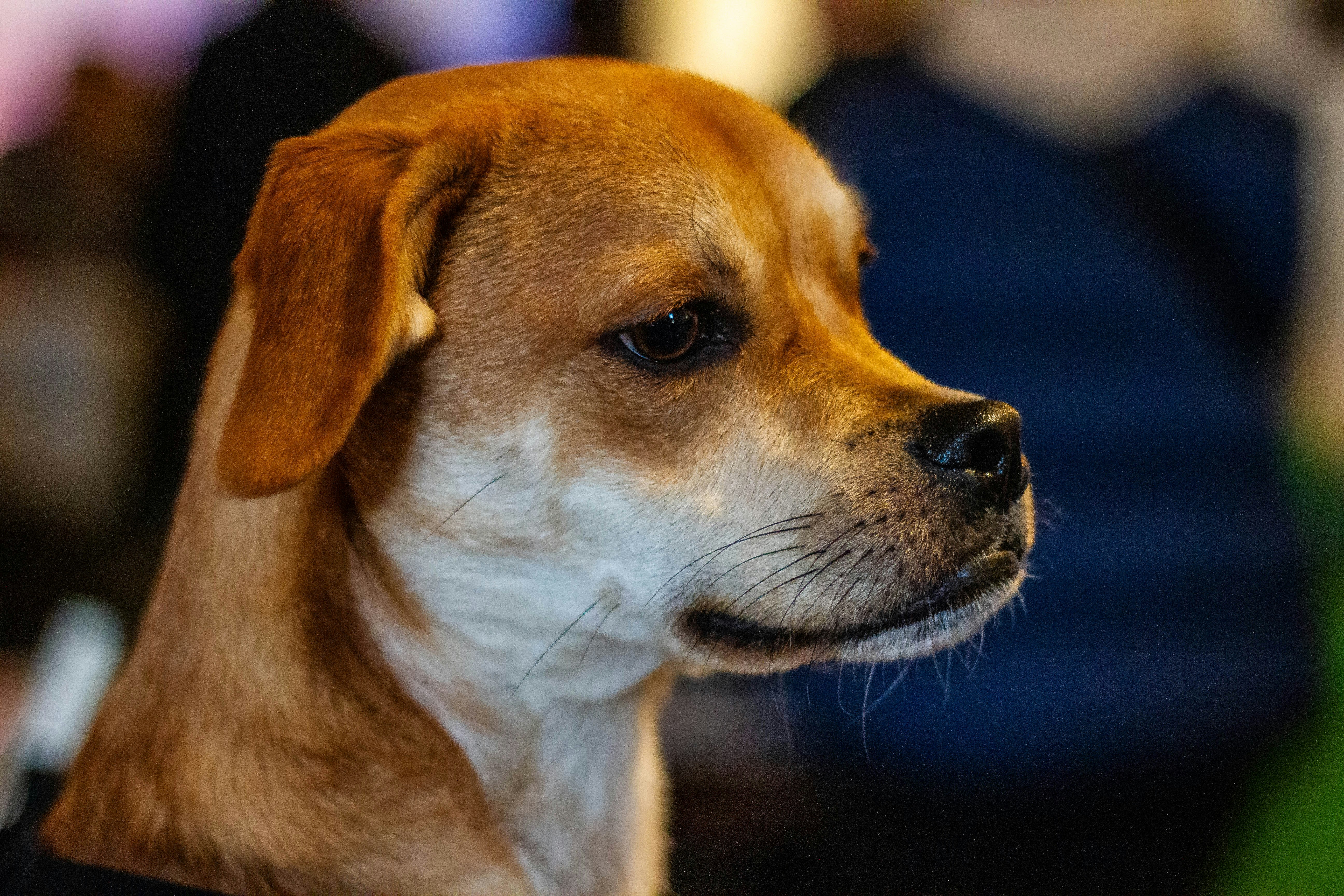Profile of a Loyal Observer: Focused Canine Gaze