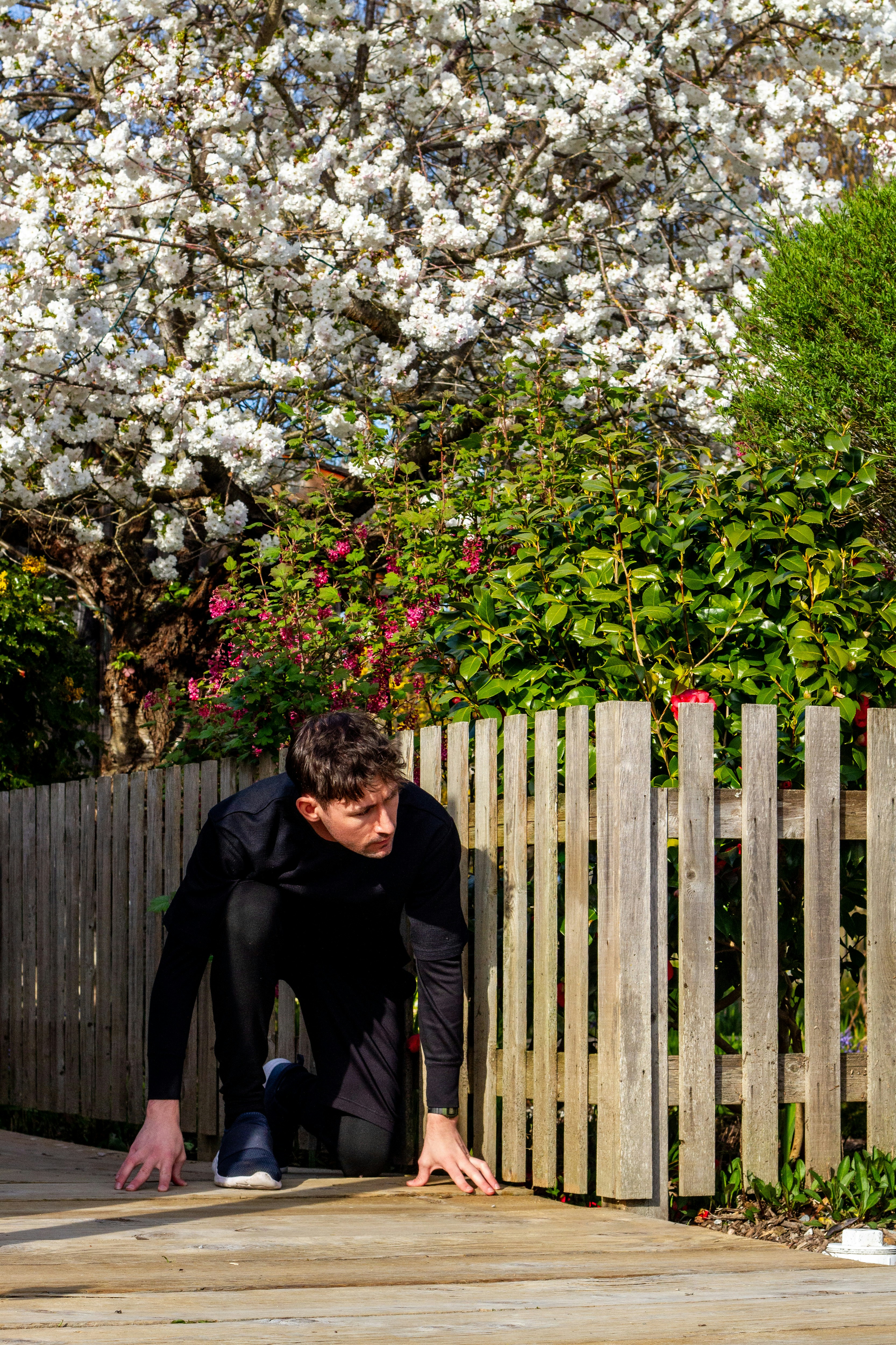 Runner in the Garden Dawn: A Silence Between Fence and Blossom