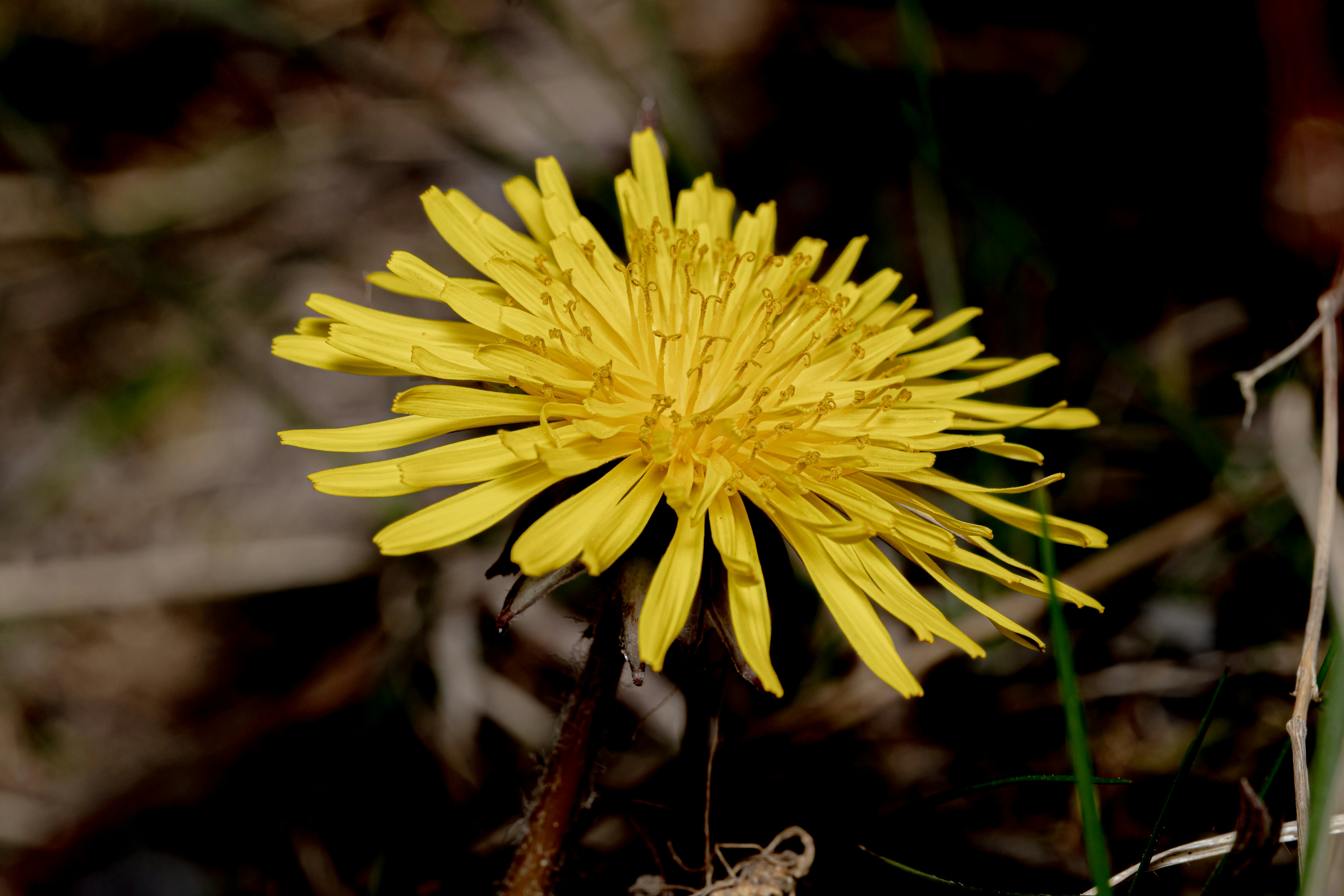 Sunlit Dandelion Burst in Quiet Groundcover