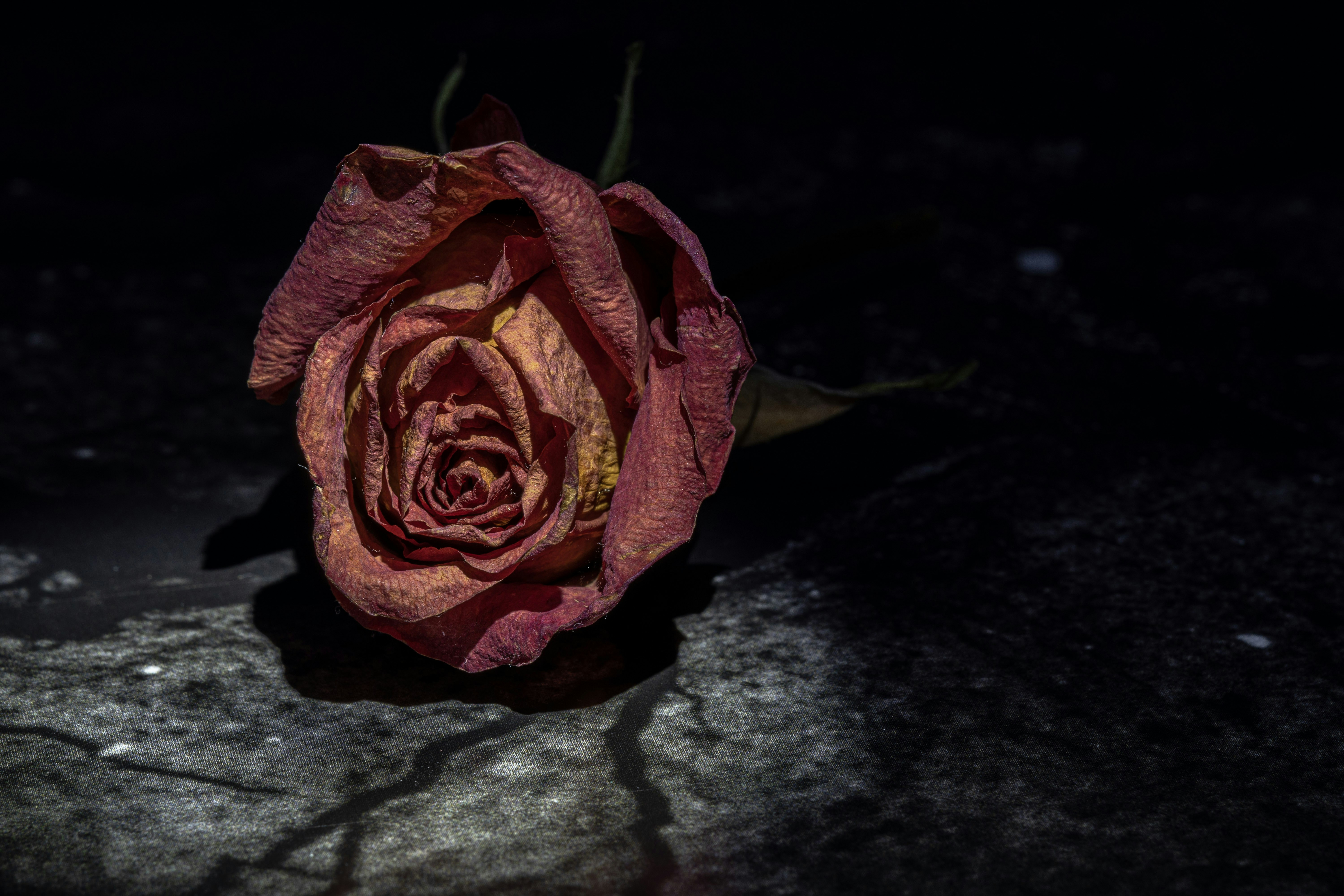A dried, red rose lies on a dark, textured surface